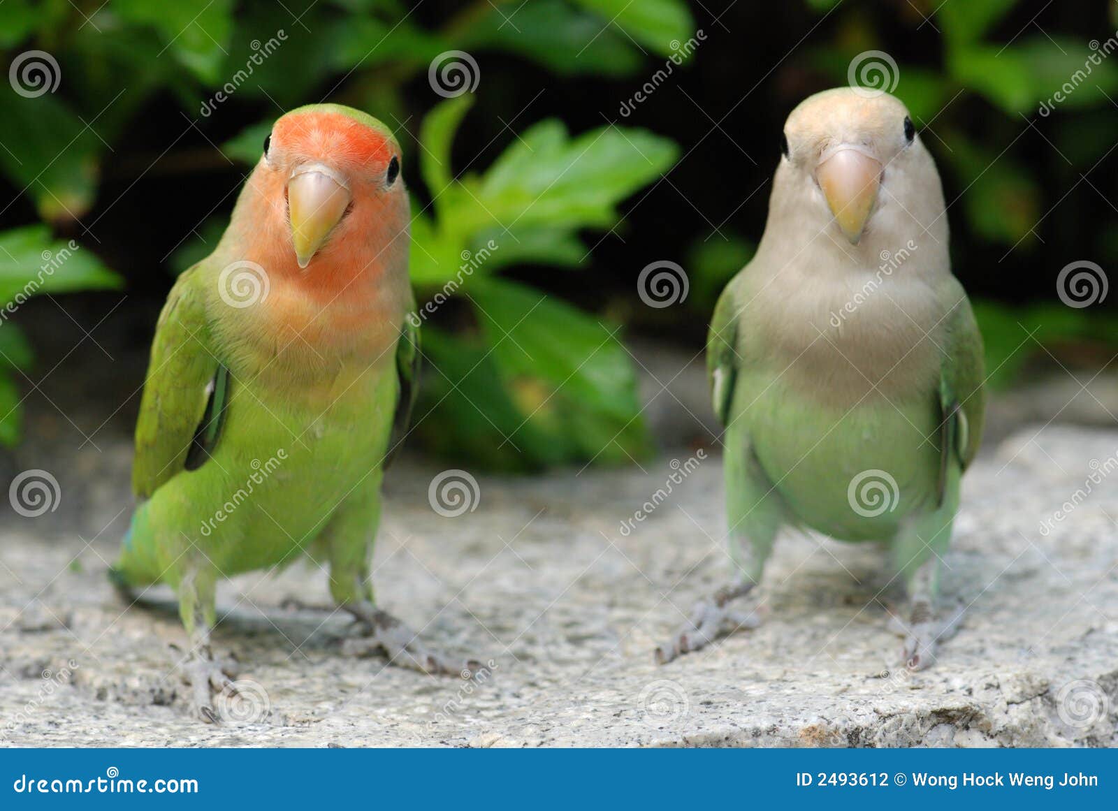 Beautiful parrot pet stock photo. Image of creature, feather - 2493612