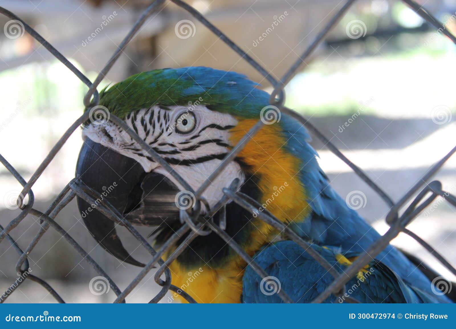 Beautiful Parrot Posing for the Camera. Stock Photo - Image of natural ...