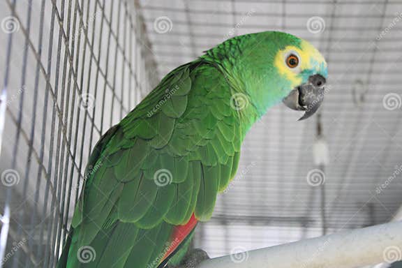 Beautiful Parrot Posing for the Camera. Stock Photo - Image of natural ...