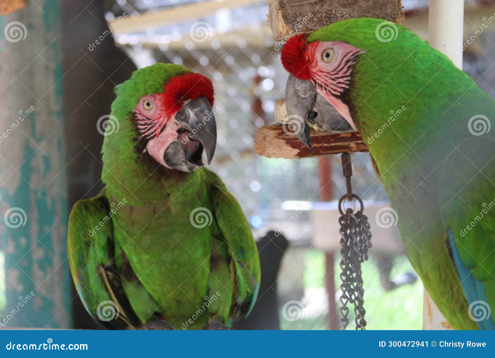 Beautiful Parrot Posing for the Camera. Stock Image - Image of animal ...