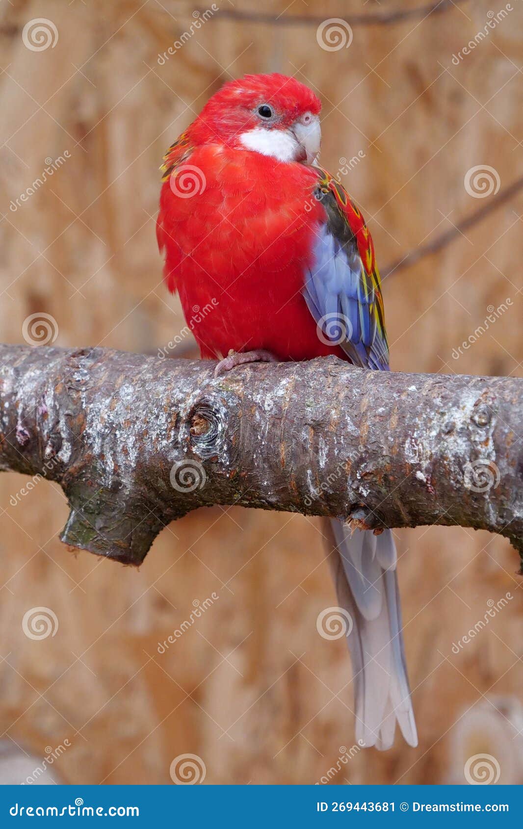 Beautiful Parrot with Red, Blue and White Feathers Sits on a Tree Stock ...