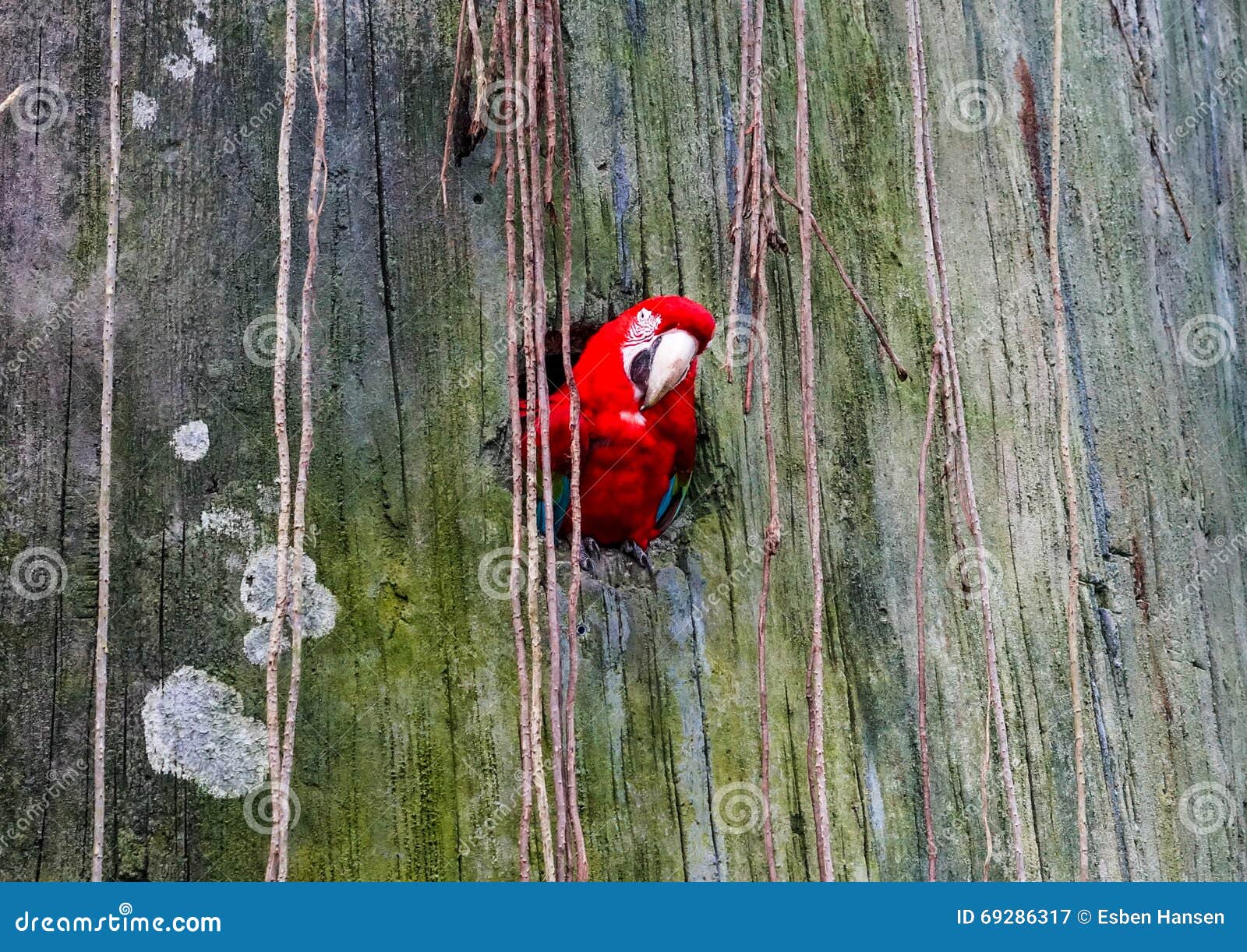 Beautiful Parrot Sitting in a Hole Stock Image - Image of multi, people ...