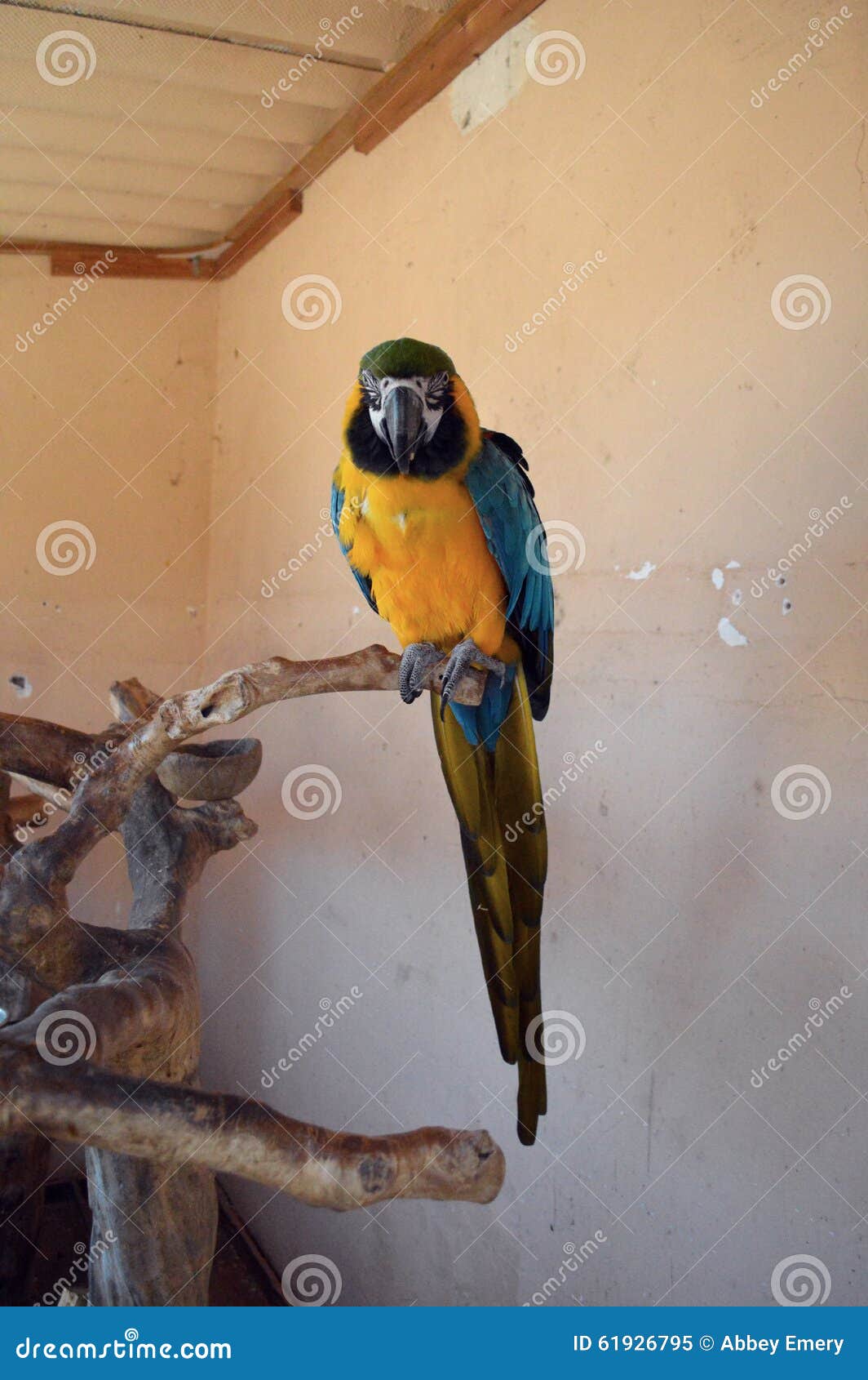 Beautiful Parrot Standing on a Branch Stock Image - Image of animal ...