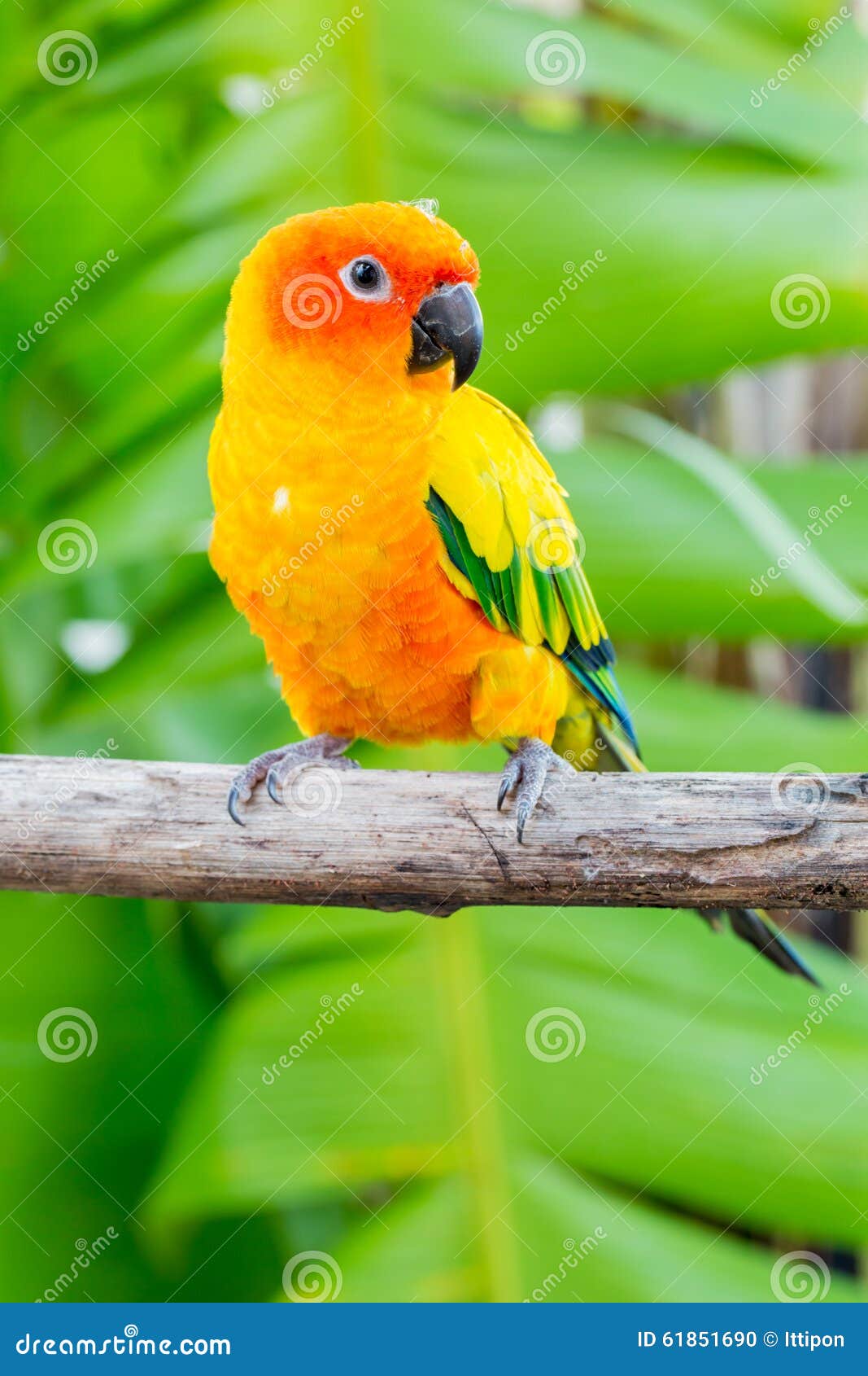 Beautiful Parrot,sun Conure Stock Photo - Image of perch, bright: 61851690