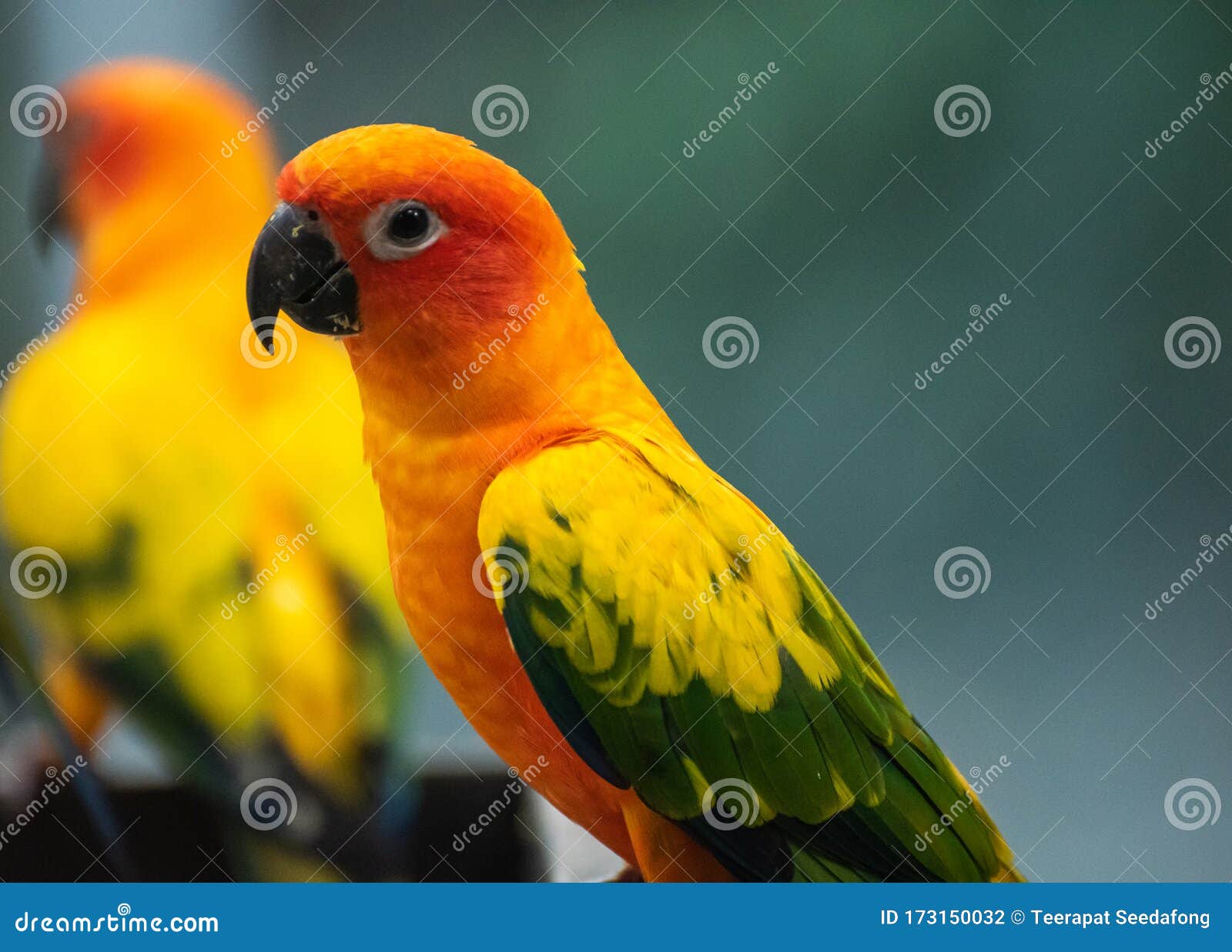 Beautiful Parrot, Sun Conure on Tree Branch Stock Photo - Image of ...