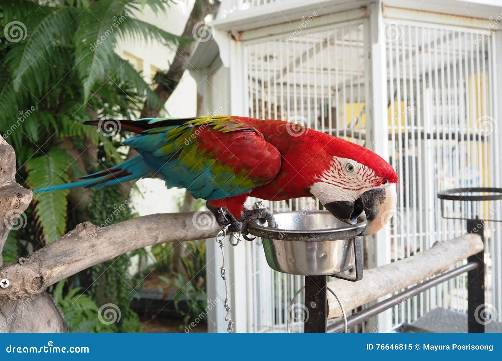 Beautiful Parrot on the Tree. Stock Image - Image of wildlife, color ...