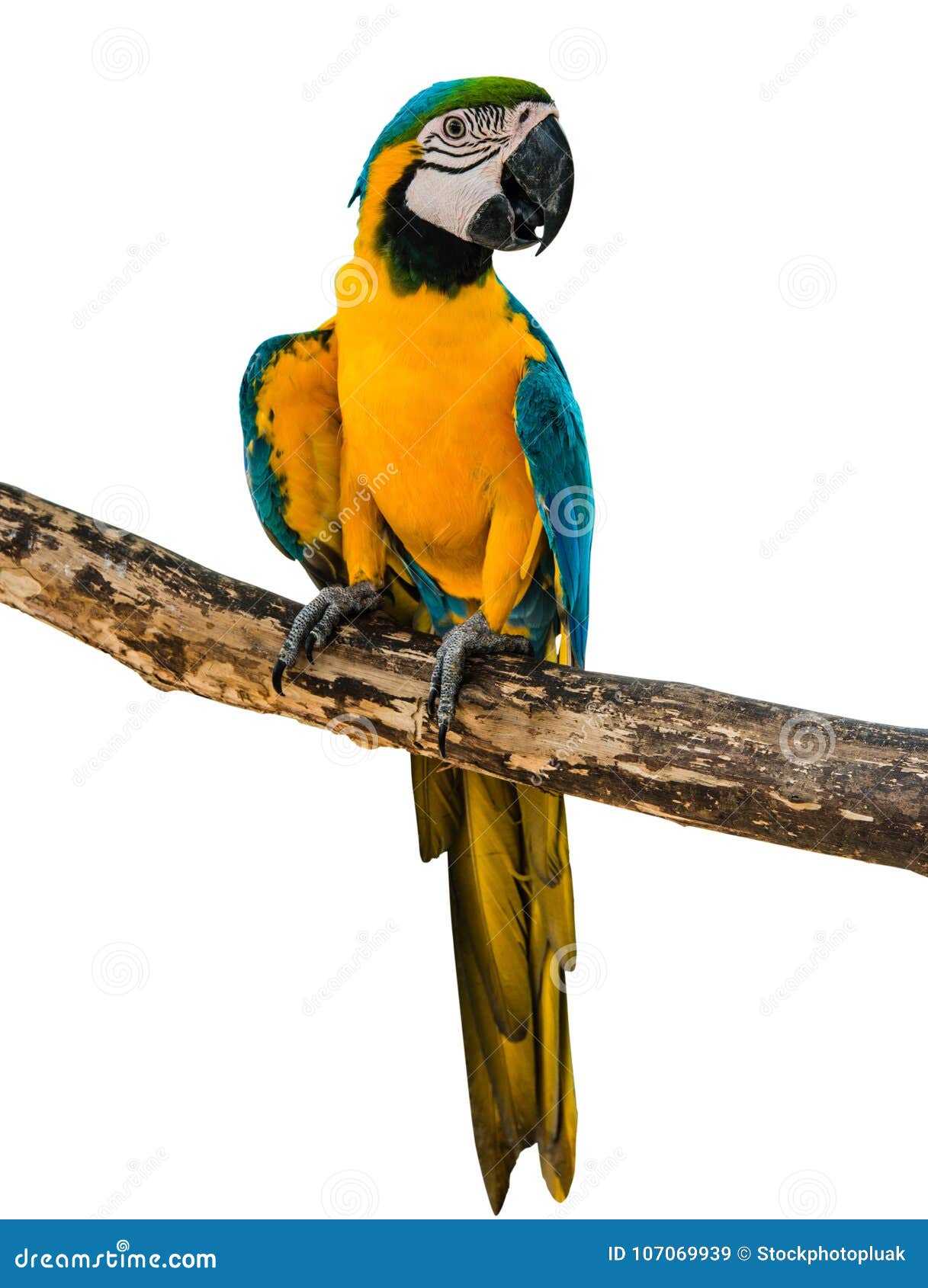 Beautiful Parrot on a White Background Stock Image - Image of crest ...