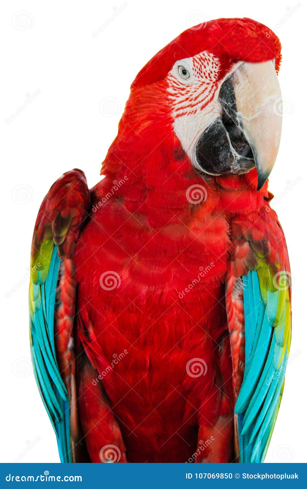Beautiful Parrot on a White Background Stock Photo - Image of beak ...