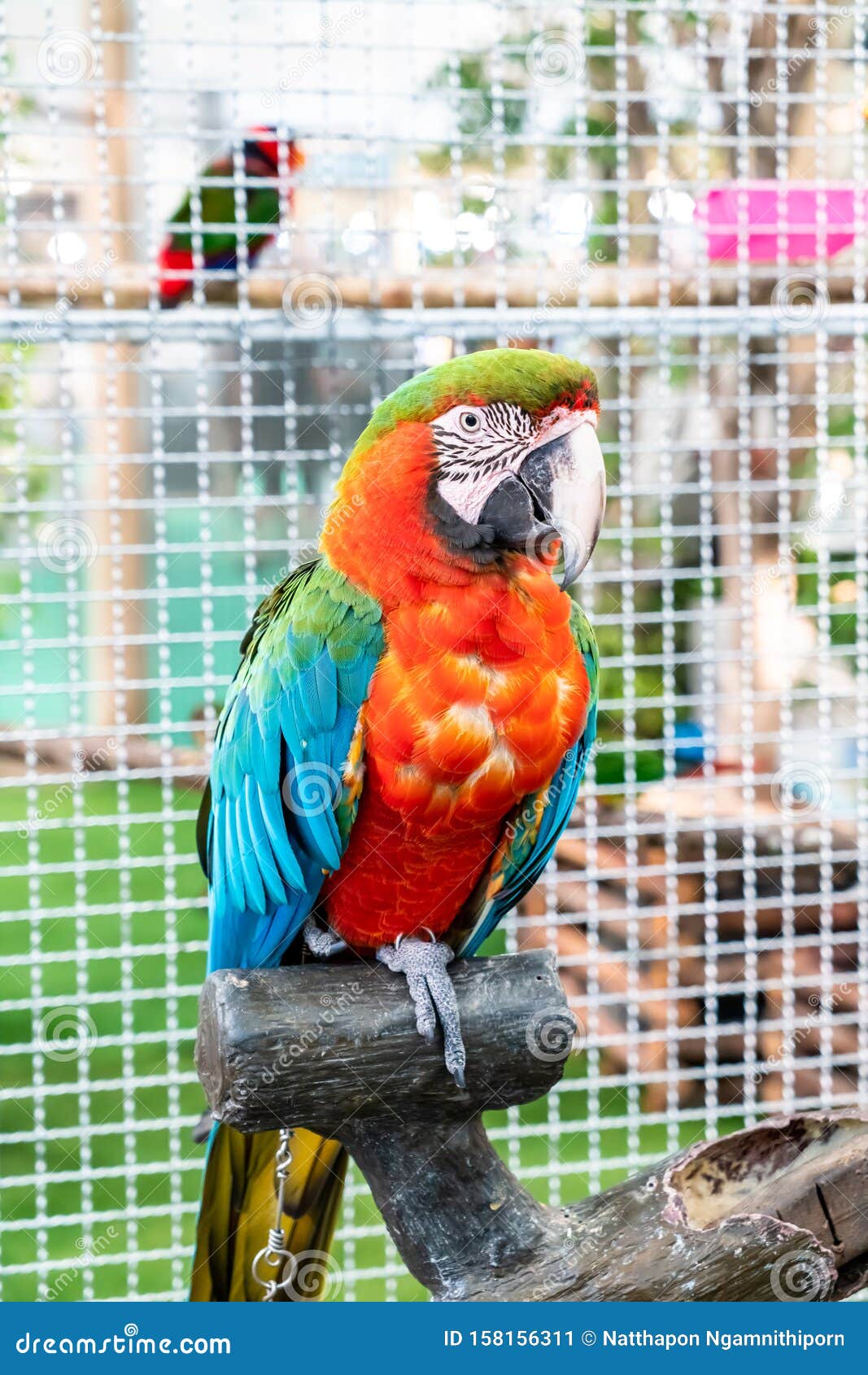 Beautiful parrot in zoo stock image. Image of bright - 158156311