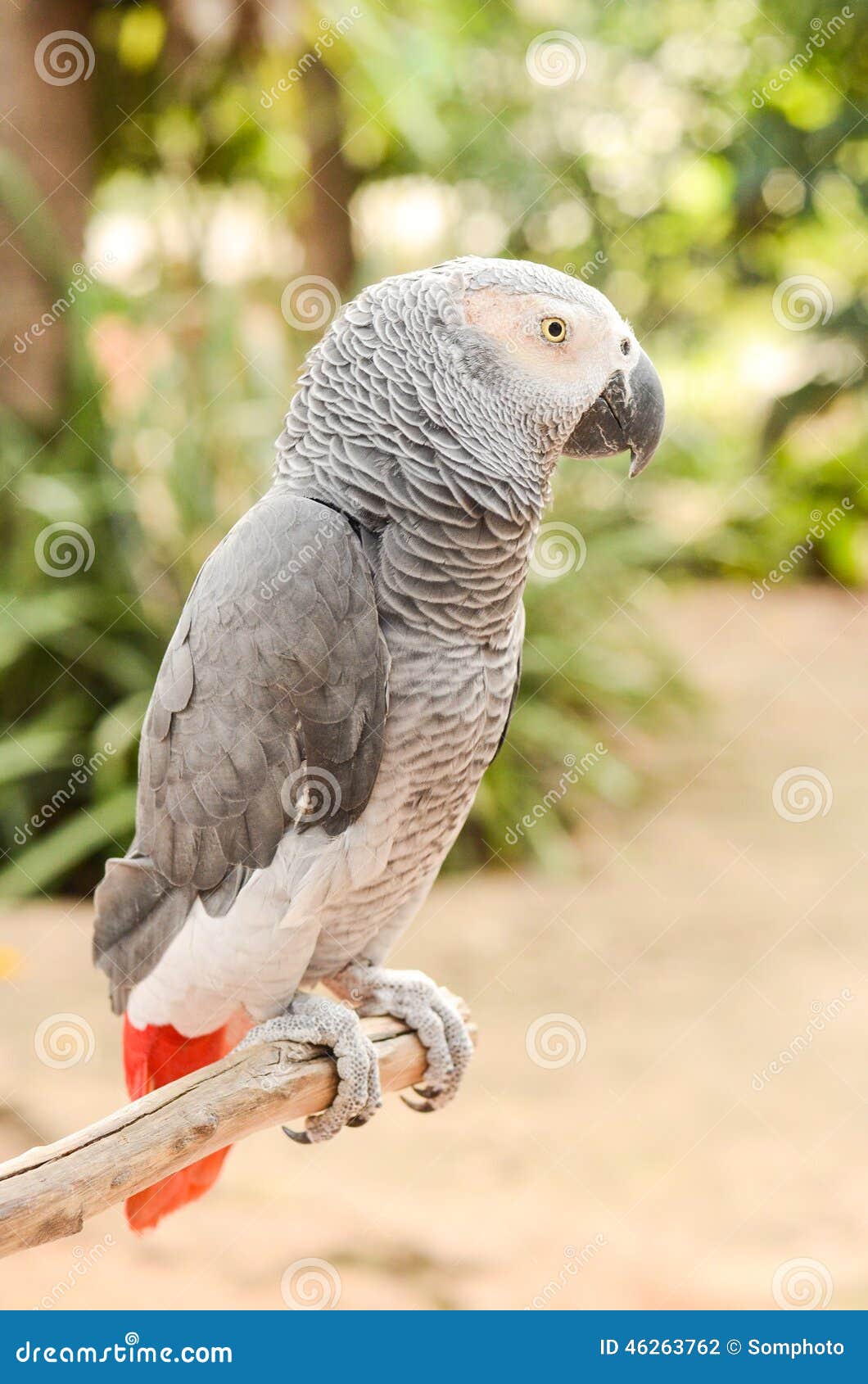 Beautiful parrot stock photo. Image of tropics, wild - 46263762