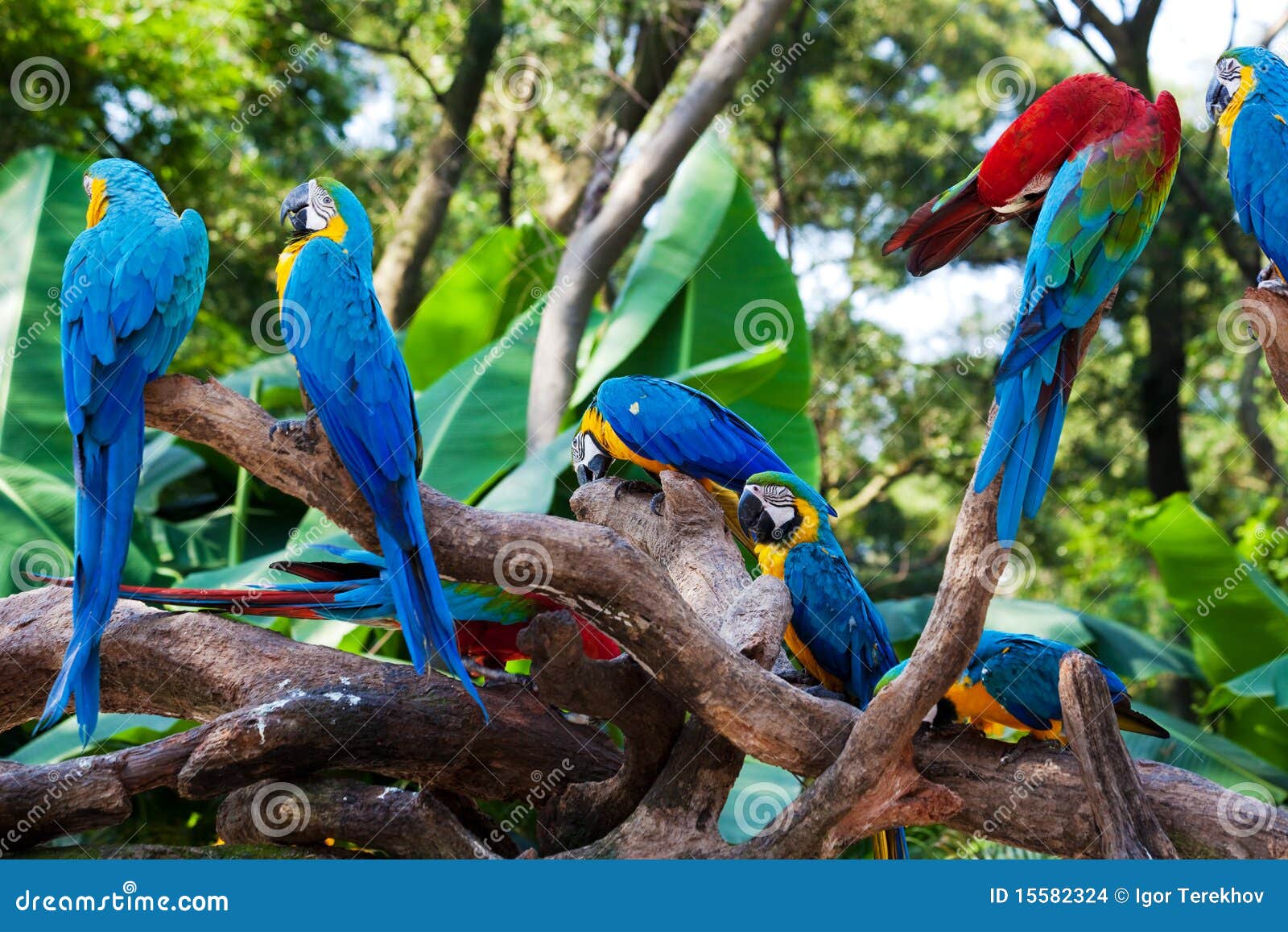 Beautiful parrots stock photo. Image of group, park, feather - 15582324