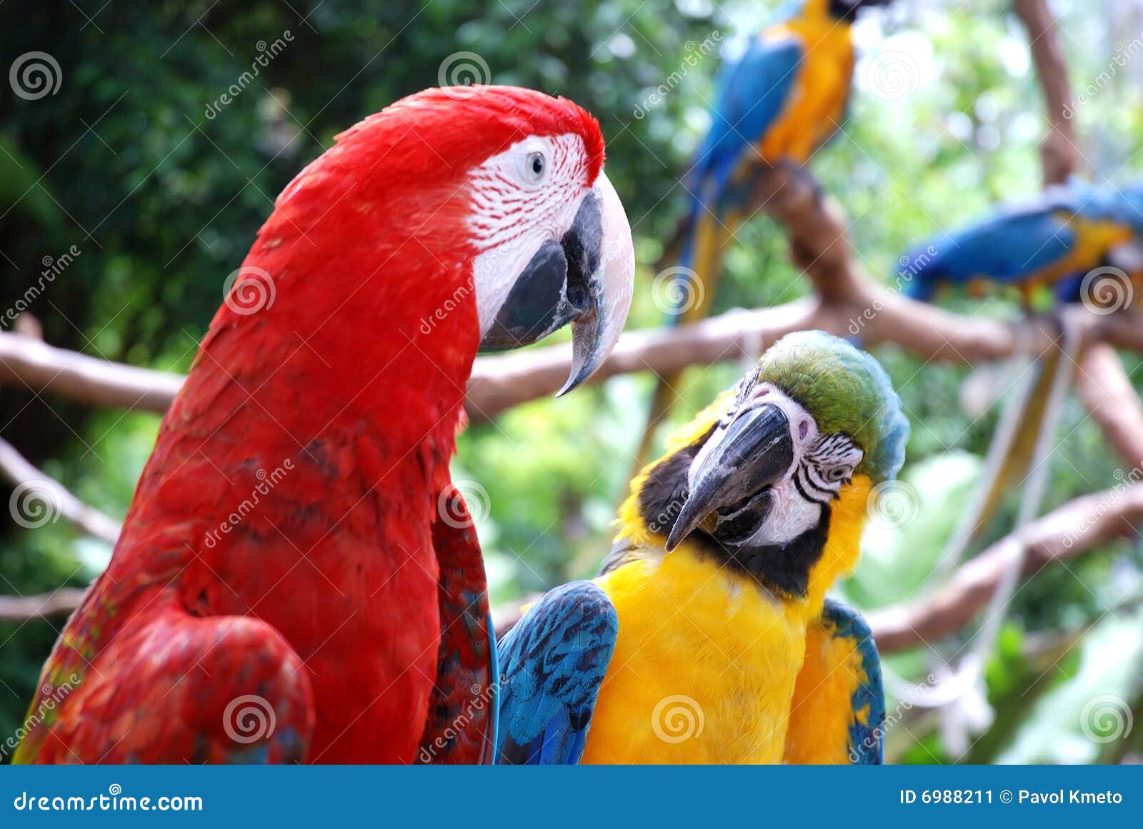 Beautiful parrots stock image. Image of macro, exoticism - 6988211