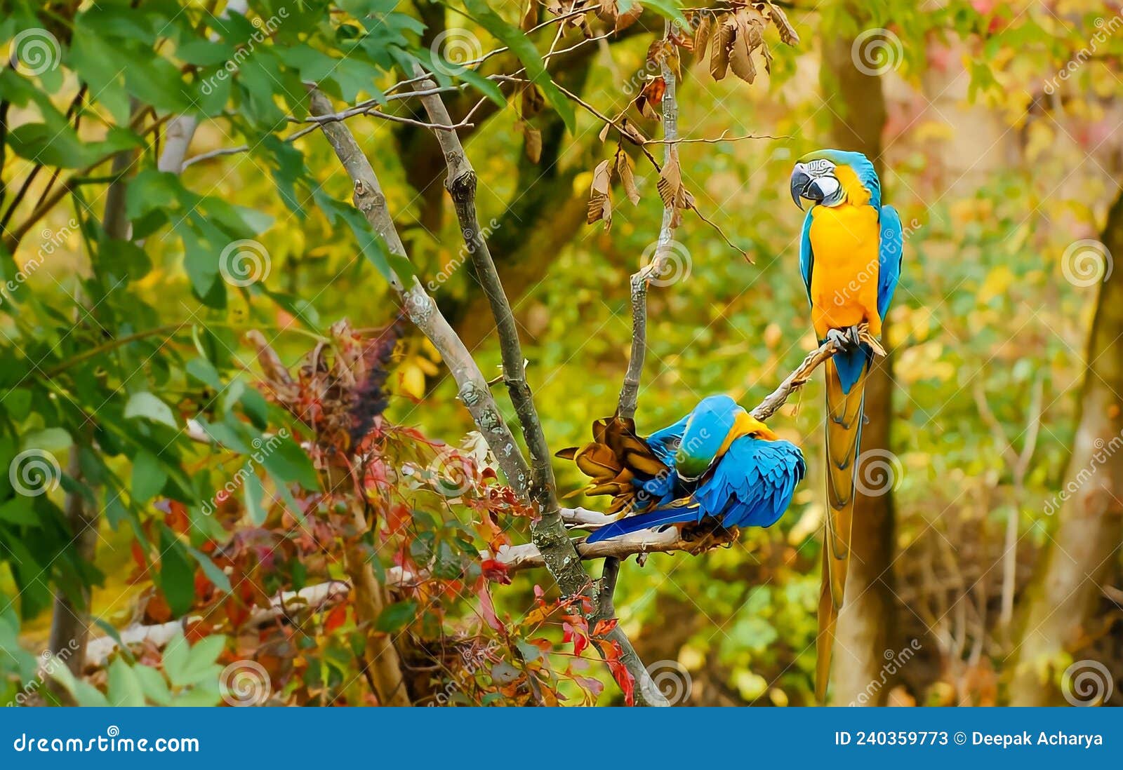 Beautiful Parrots in Amazon Rainforest Stock Image - Image of parrots ...