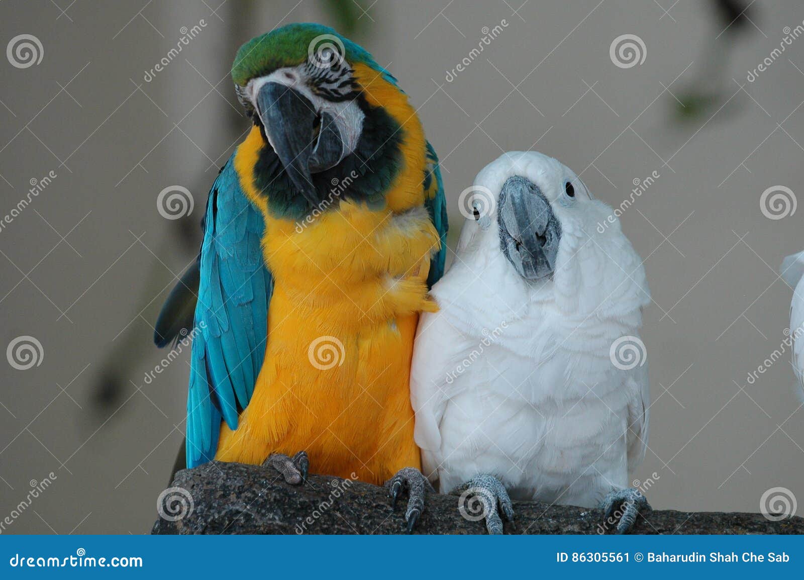 Beautiful parrots stock image. Image of peak, parrot - 86305561