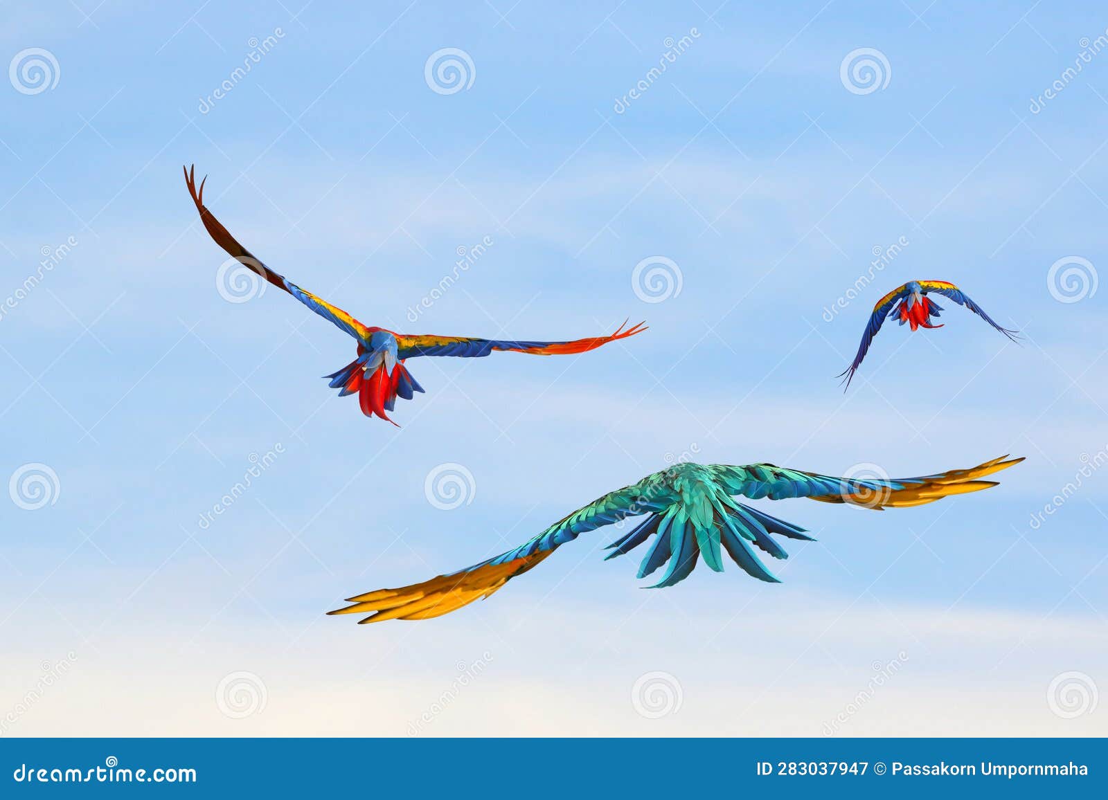 Beautiful Parrots Flying in the Sky. Stock Image - Image of motion ...