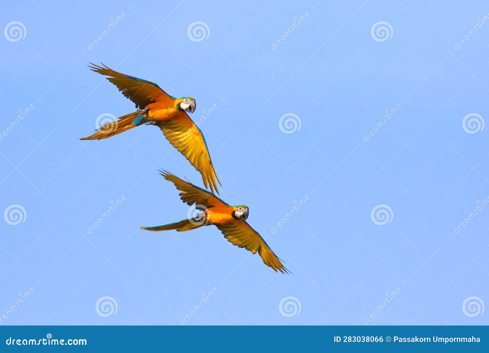 Beautiful Parrots Flying in the Sky. Stock Photo - Image of natural ...