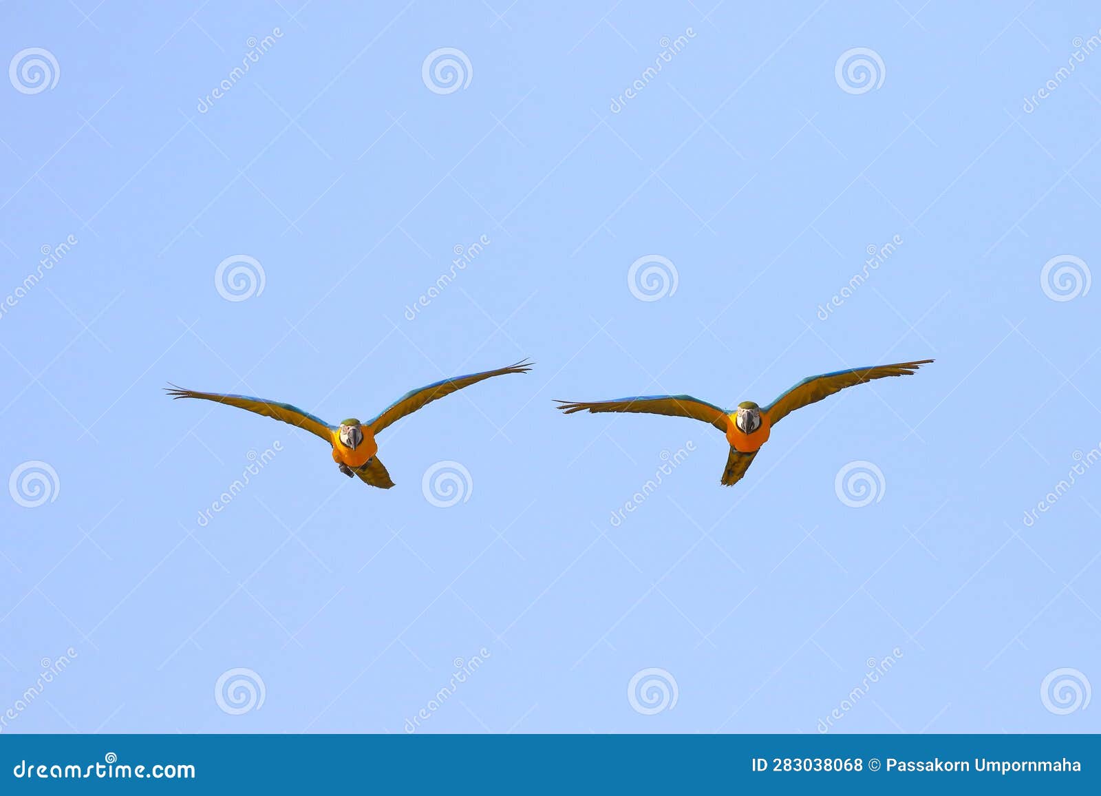 Beautiful Parrots Flying in the Sky. Stock Photo - Image of outdoor ...