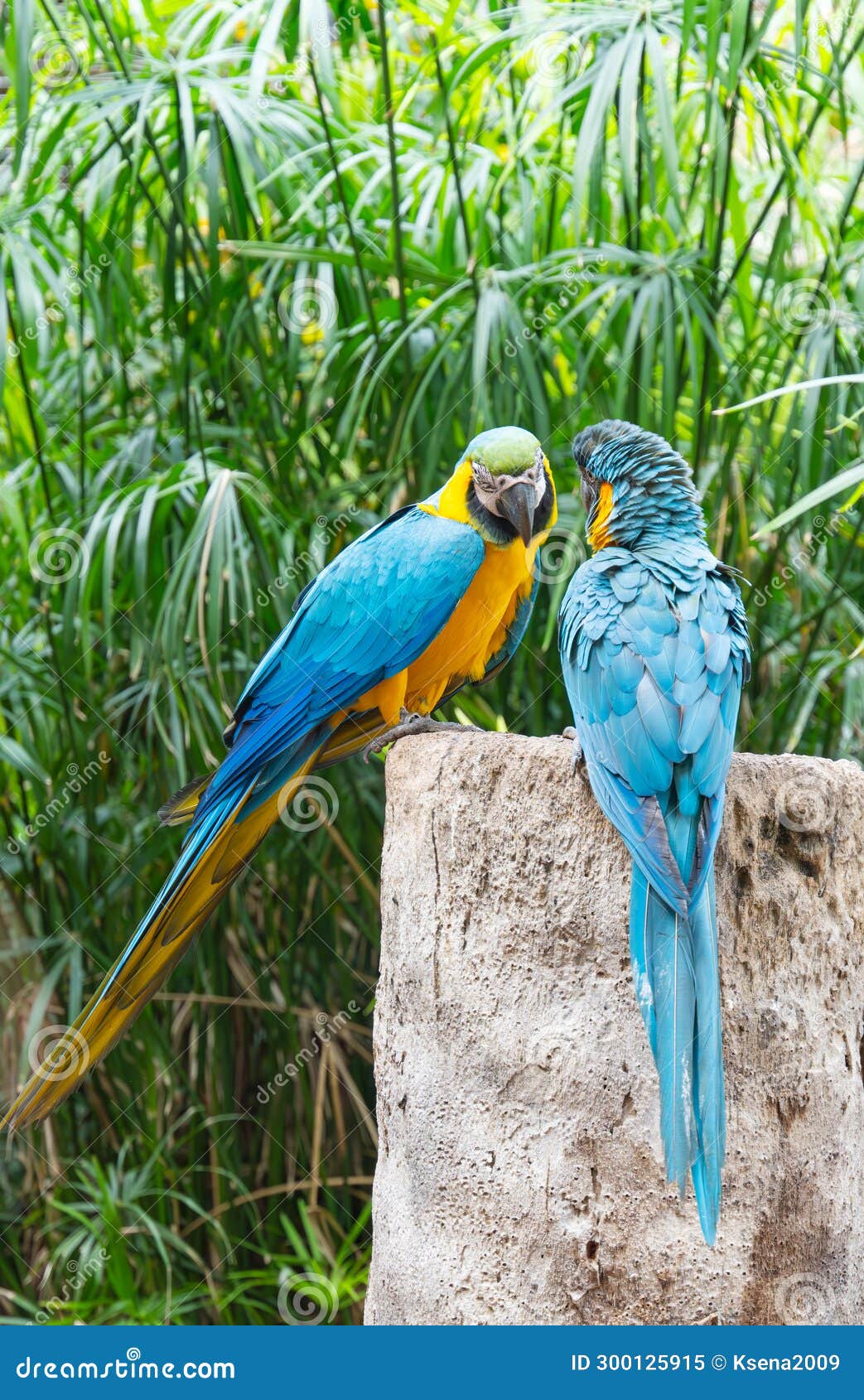 Beautiful parrots stock image. Image of wildlife, feather - 300125915