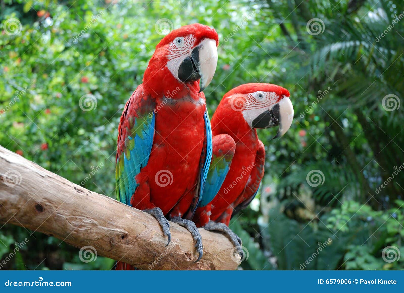 Beautiful Parrots in Sentosa Park, Singapore Stock Photo - Image of ...