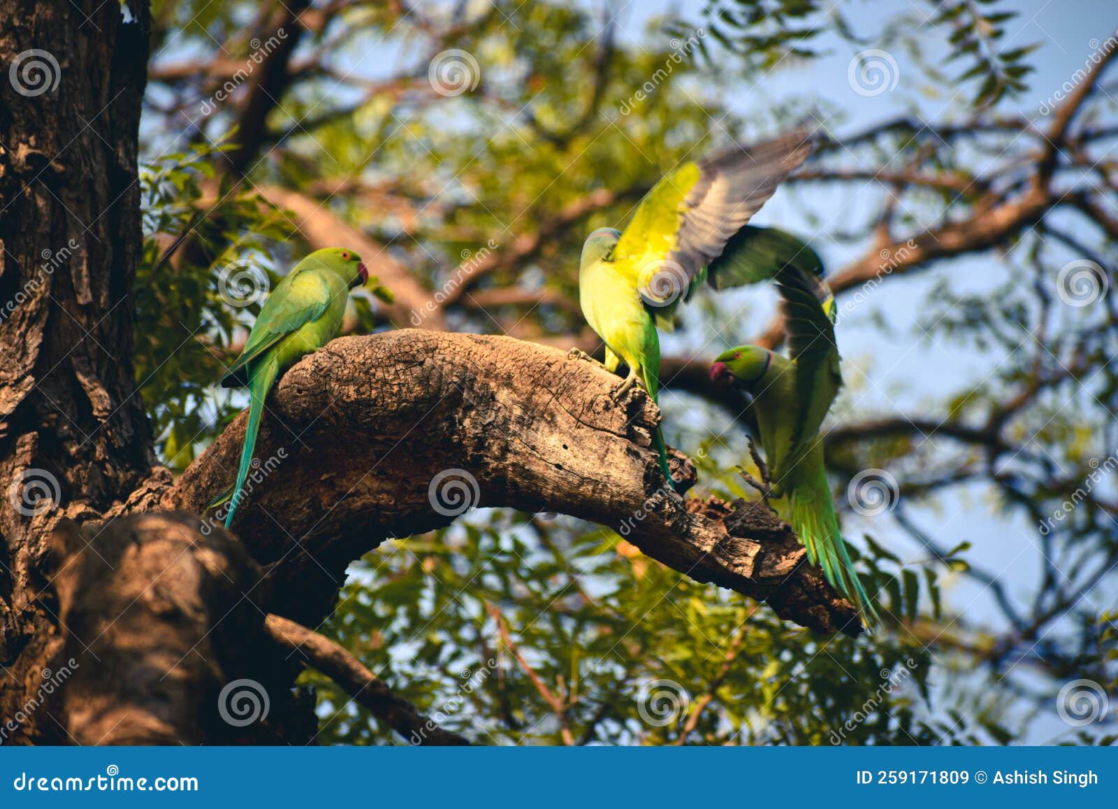Beautiful Parrots Sit on the Tree.the Environment is Also Gorgeous ...