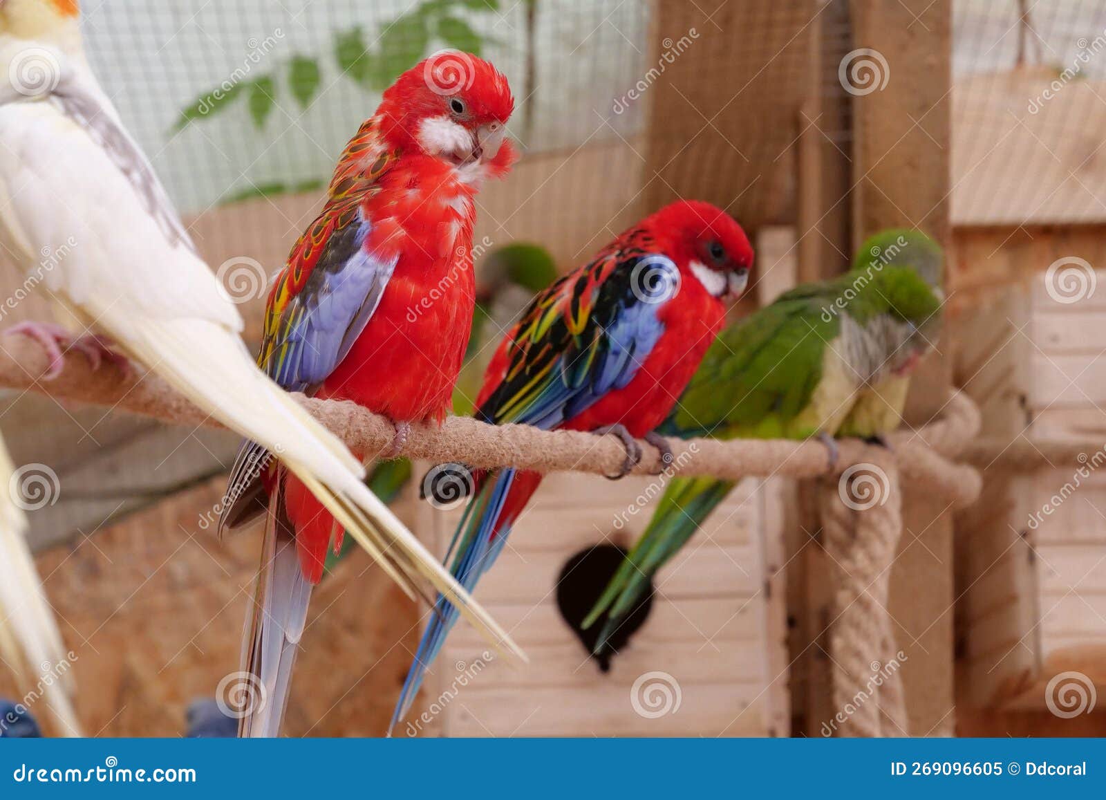 Beautiful Parrots with Yellow and White Feathers Sits on a Rope Stock ...