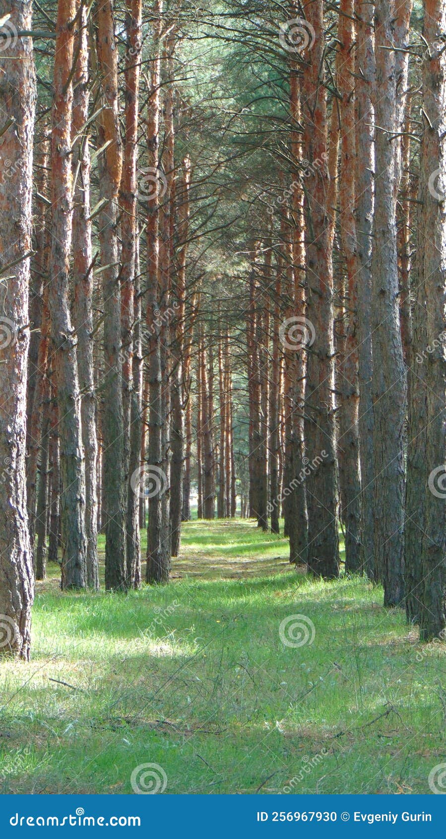 Beautiful Passage Under the Trees Wallpaper Stock Photo - Image of ...