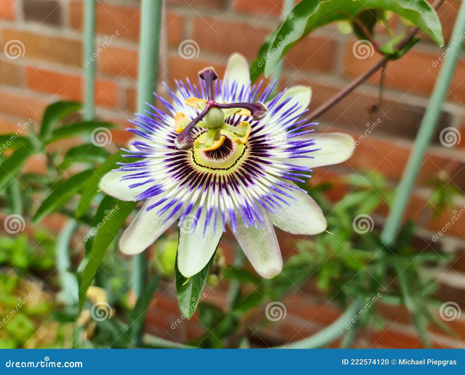 Beautiful Passiflora Flower in Bloom with a Soft Background Stock Photo ...