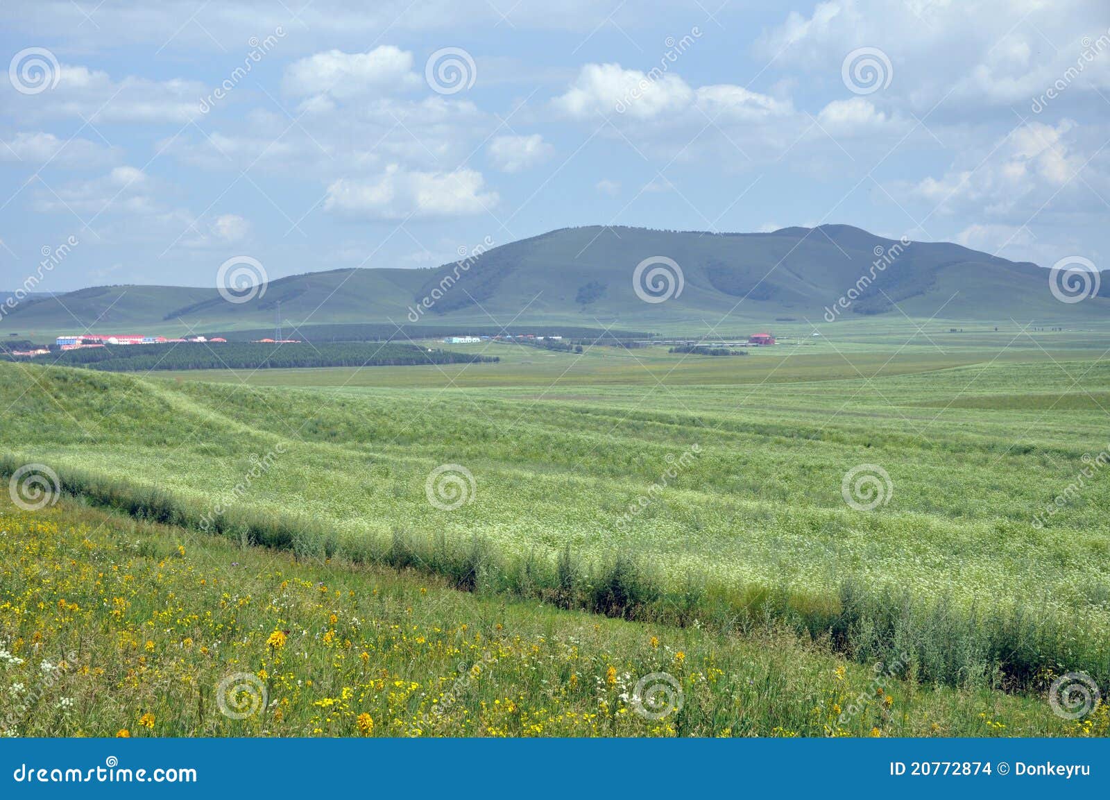 The Beautiful Pasture in Summer Stock Photo - Image of husbandry ...