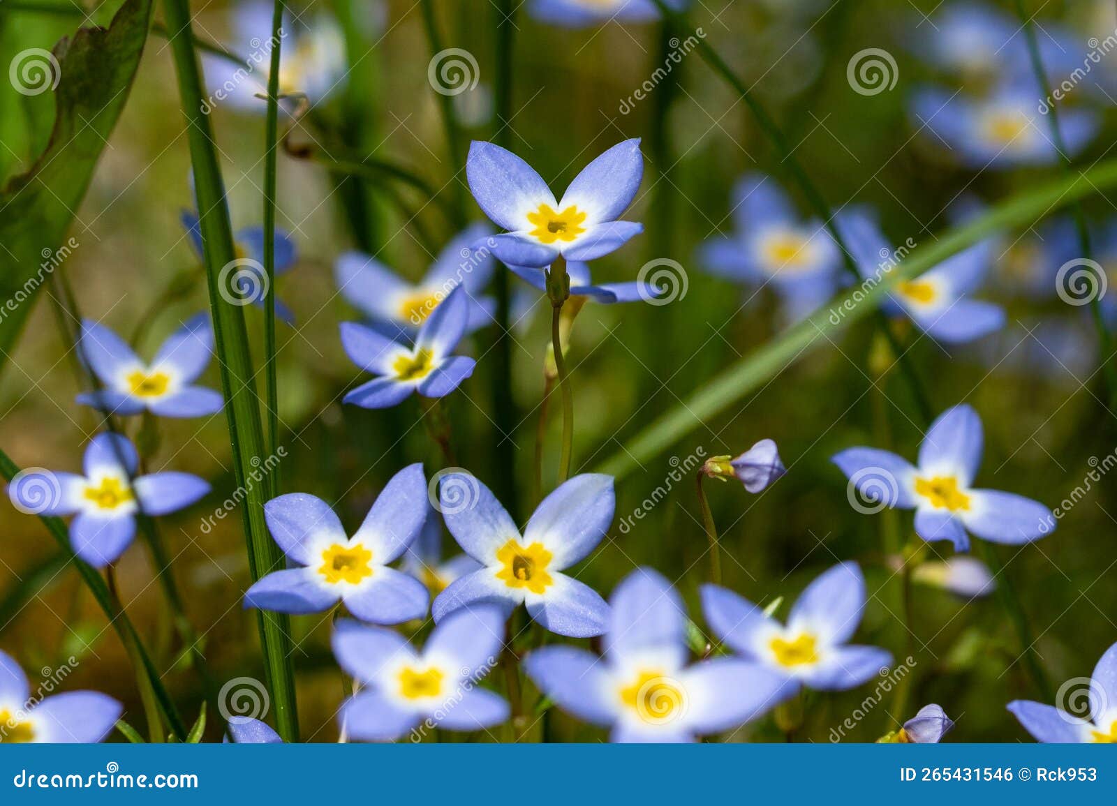 Beautiful Patch of Bluets Blooming Along the Blue Ridge Parkway Stock ...