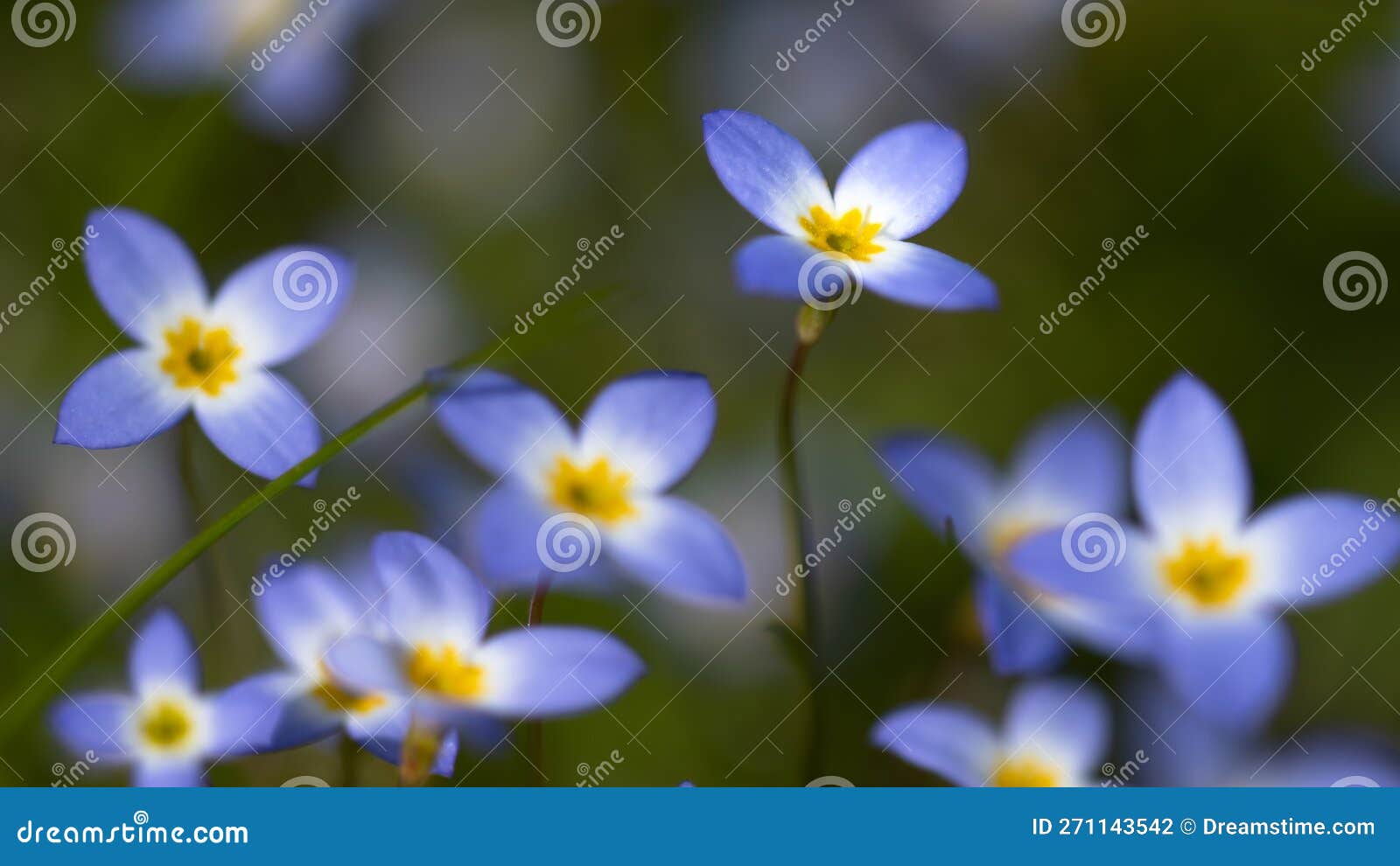 Beautiful Patch of Bluets Blooming Along the Blue Ridge Parkway Stock ...