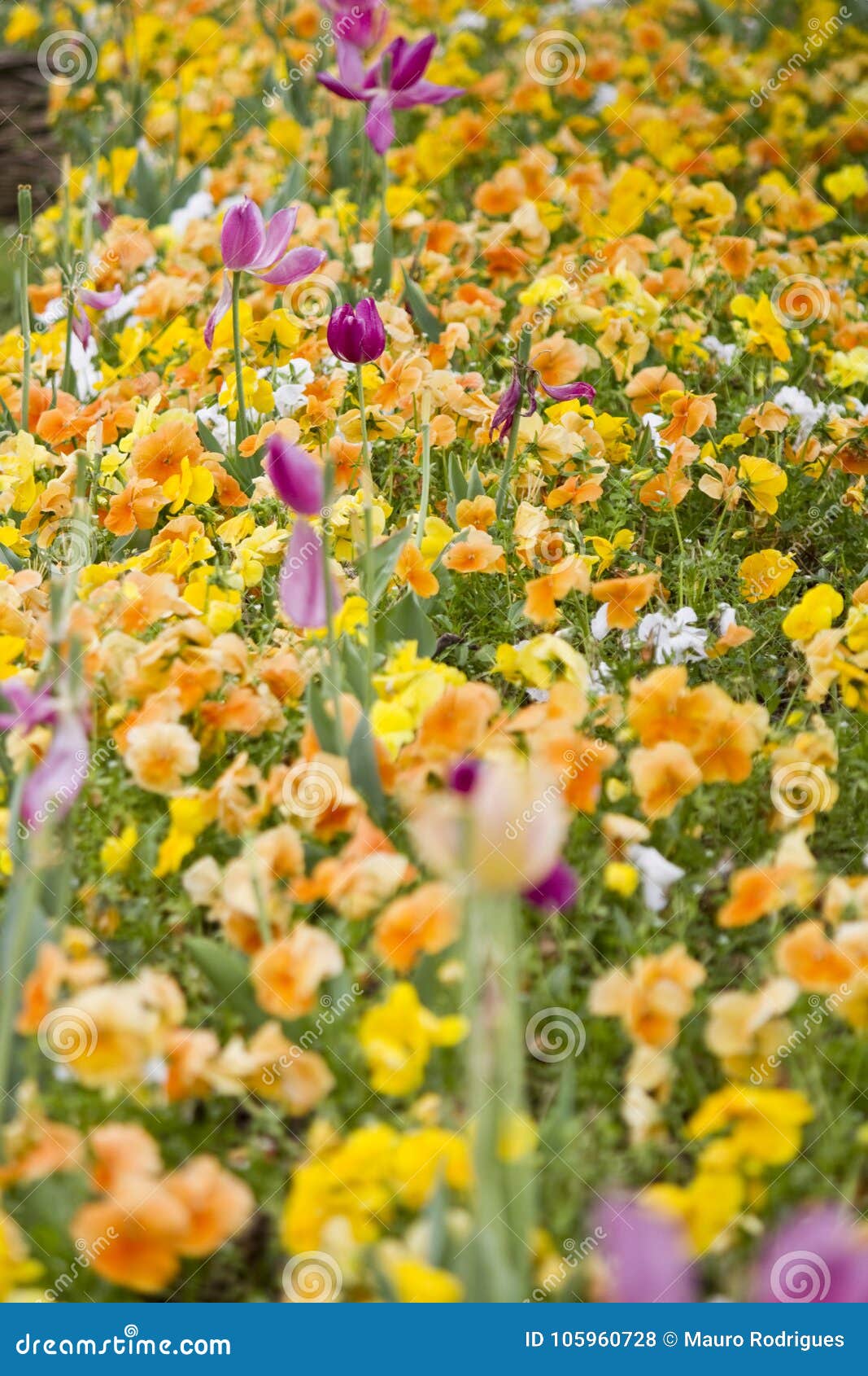 Beautiful patch of flowers stock photo. Image of petals - 105960728