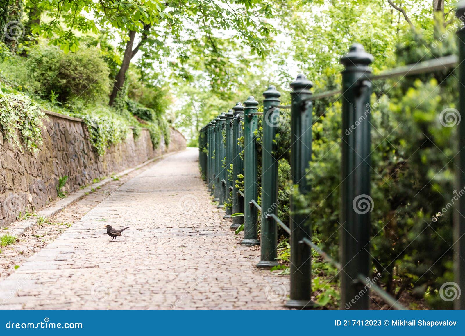 Beautiful path with a bird stock image. Image of greenery - 217412023