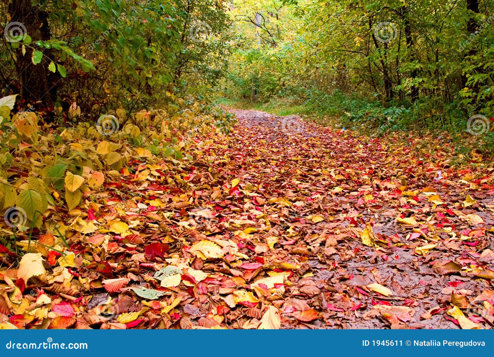 Beautiful Path with Colorful Foliage Stock Image - Image of line ...