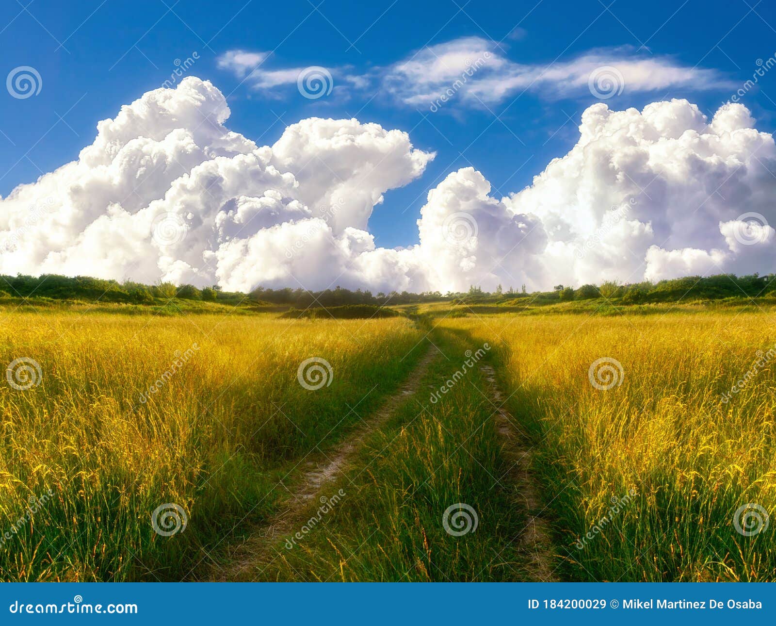 Beautiful Path in Countryside with Meadows Stock Image - Image of ...