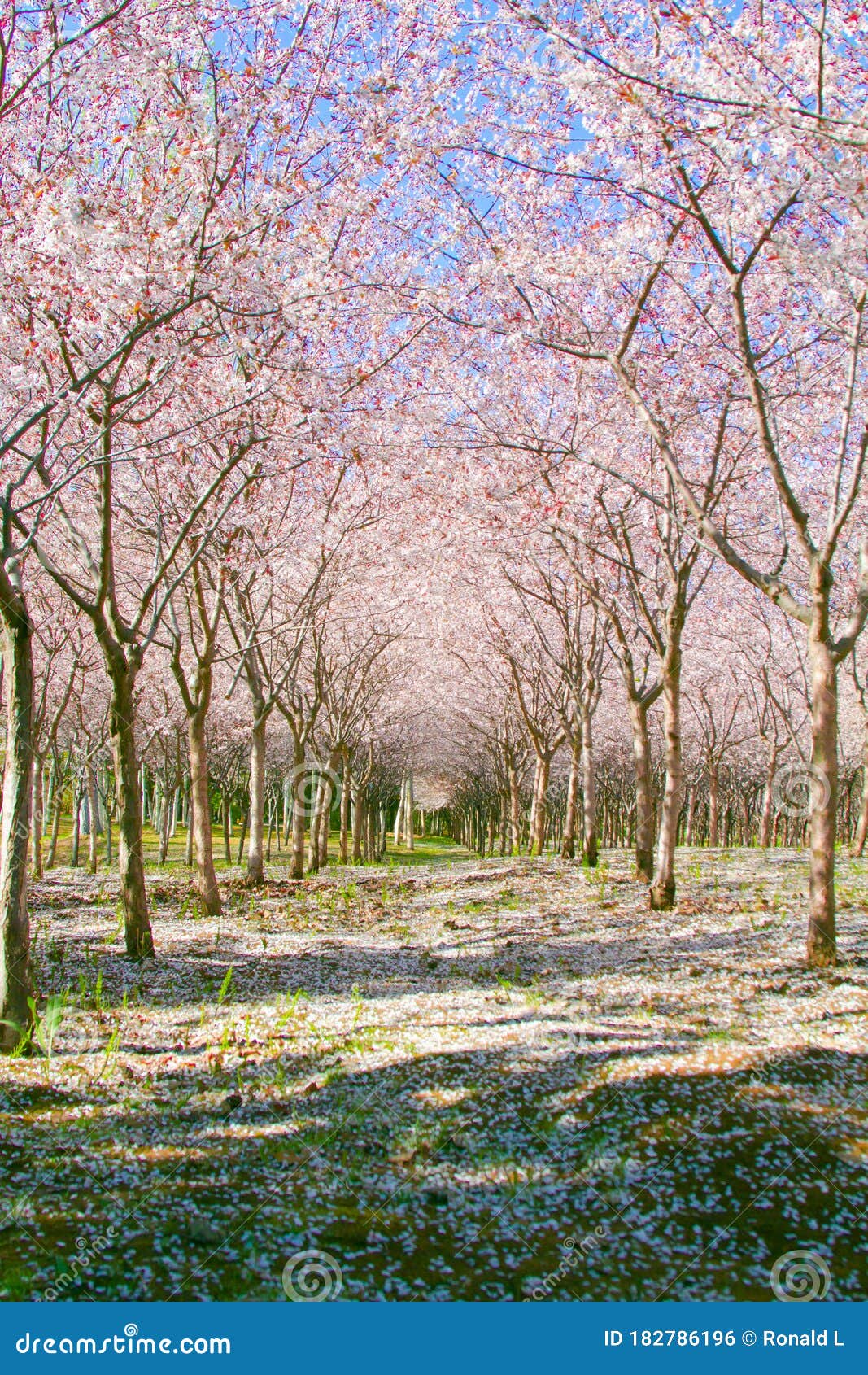 A Beautiful Path Covered by Pink Cherry Blossom. Stock Photo - Image of ...