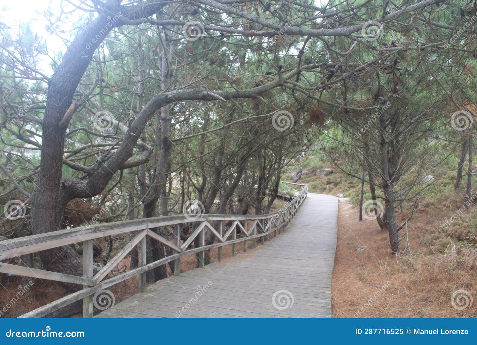 Beautiful Path Footpath Wood Destination Sport Walk Walk Stock Image ...