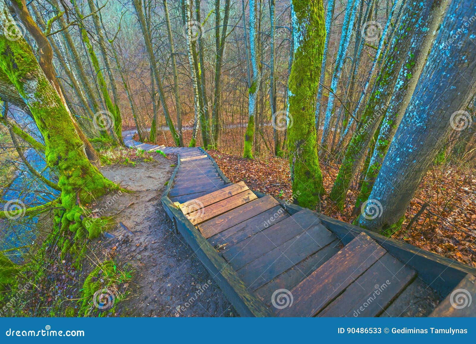 Beautiful Path through Forest Stock Image - Image of lithuania, natural ...