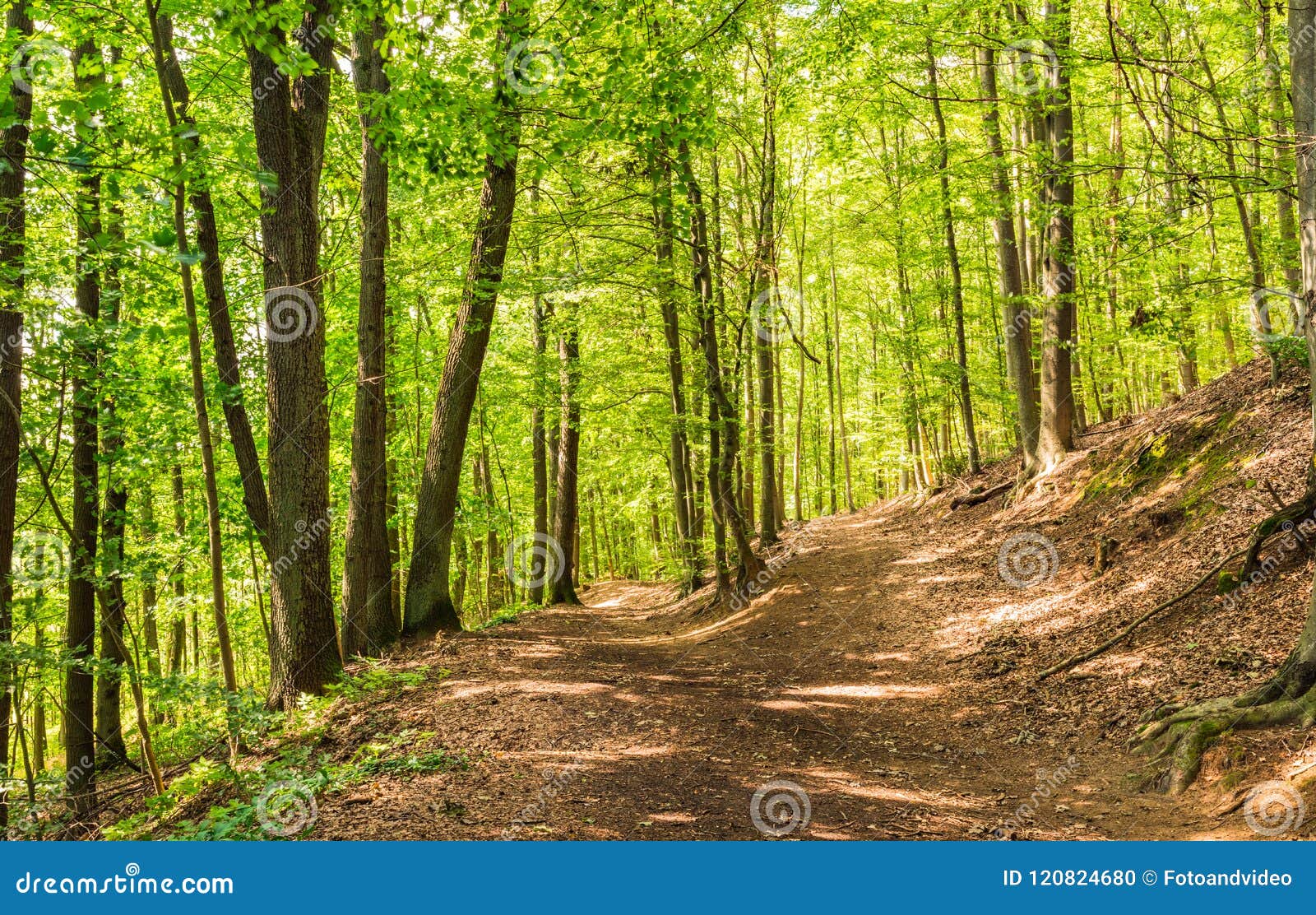 Track in Nature Forest Scenery Stock Photo - Image of forest, leaves ...