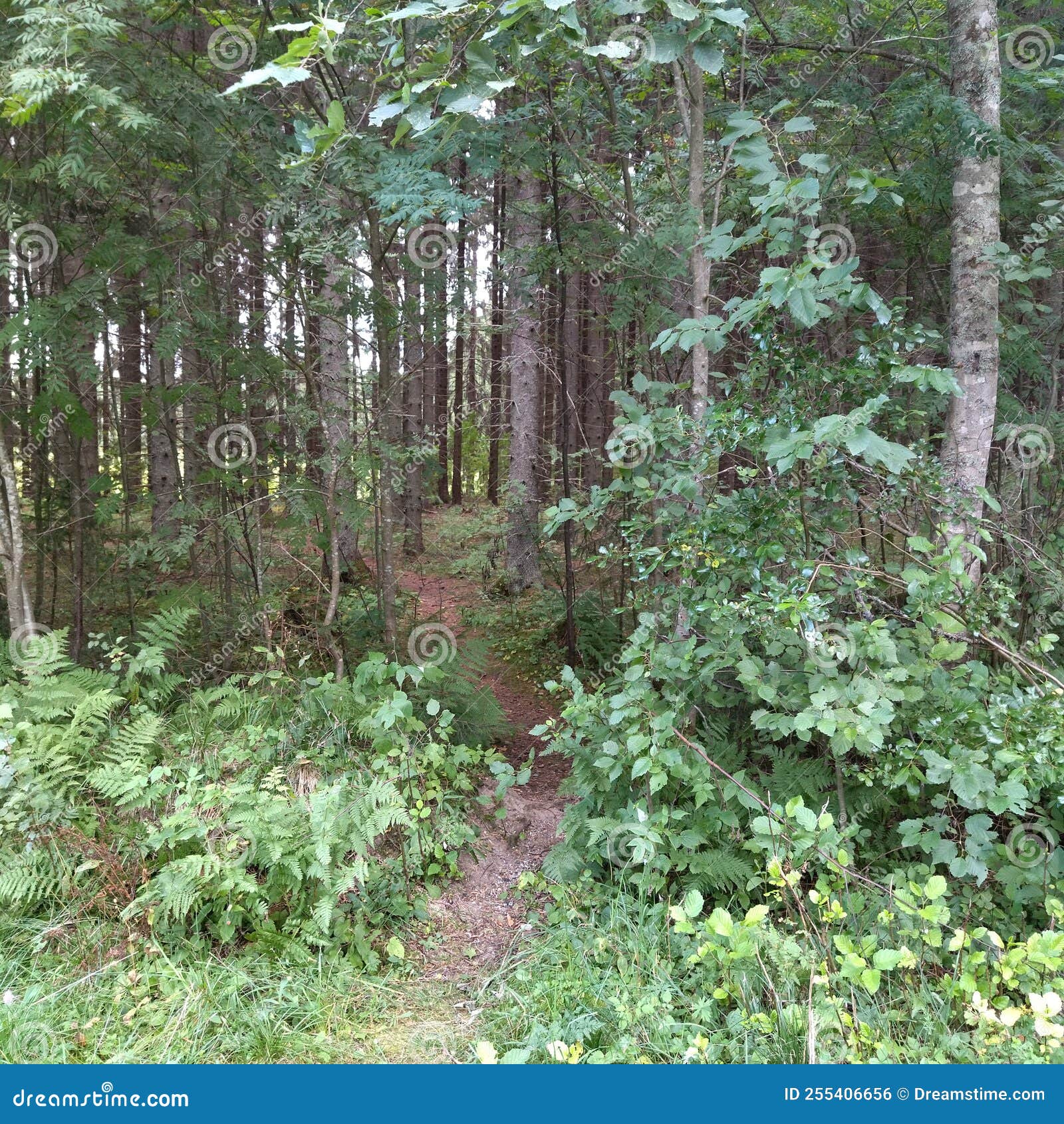 Beautiful Path Leads To the Mystery Forest Stock Photo - Image of ...