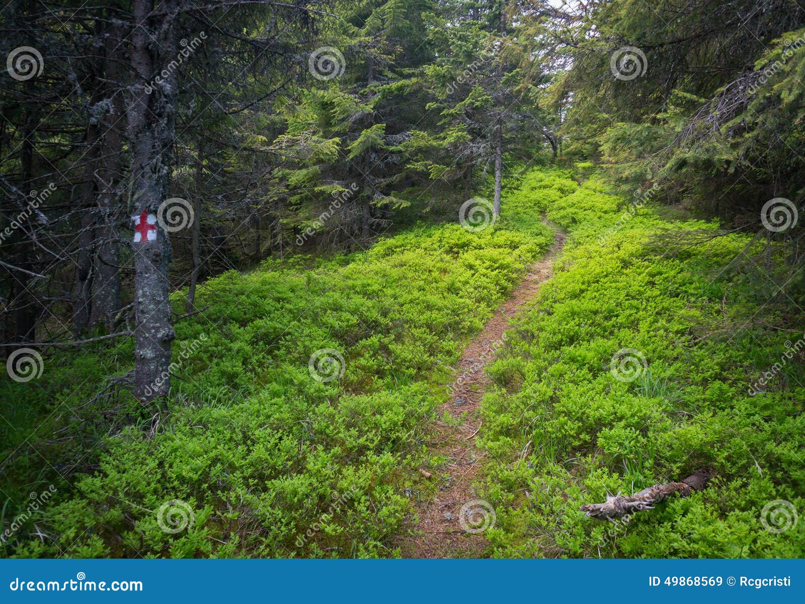 Beautiful Path (marked Trail) Stock Image - Image of path, mountains ...