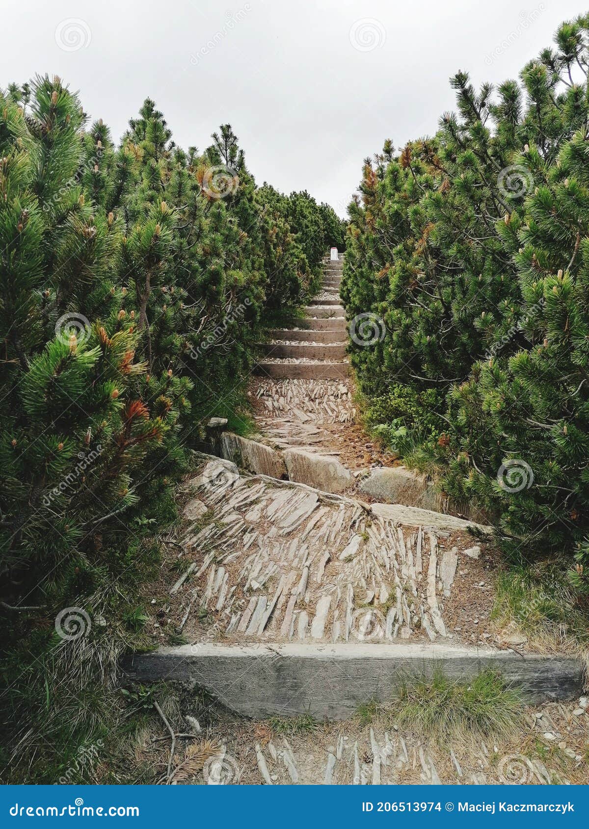 Beautiful Path in the Mountains Stock Photo - Image of tree, walkway ...