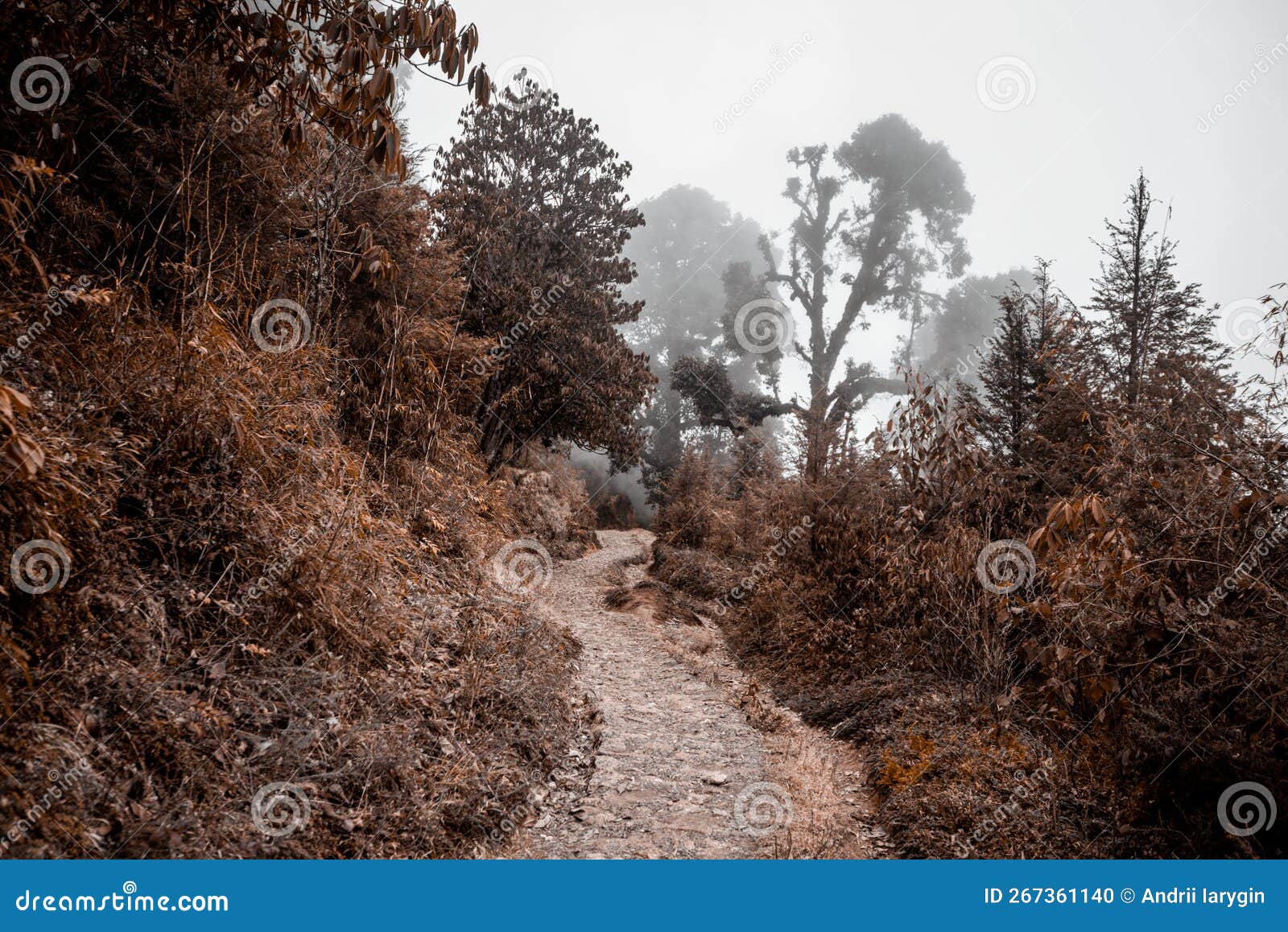 Beautiful Path in the Park, Walking in Nature Stock Photo - Image of ...