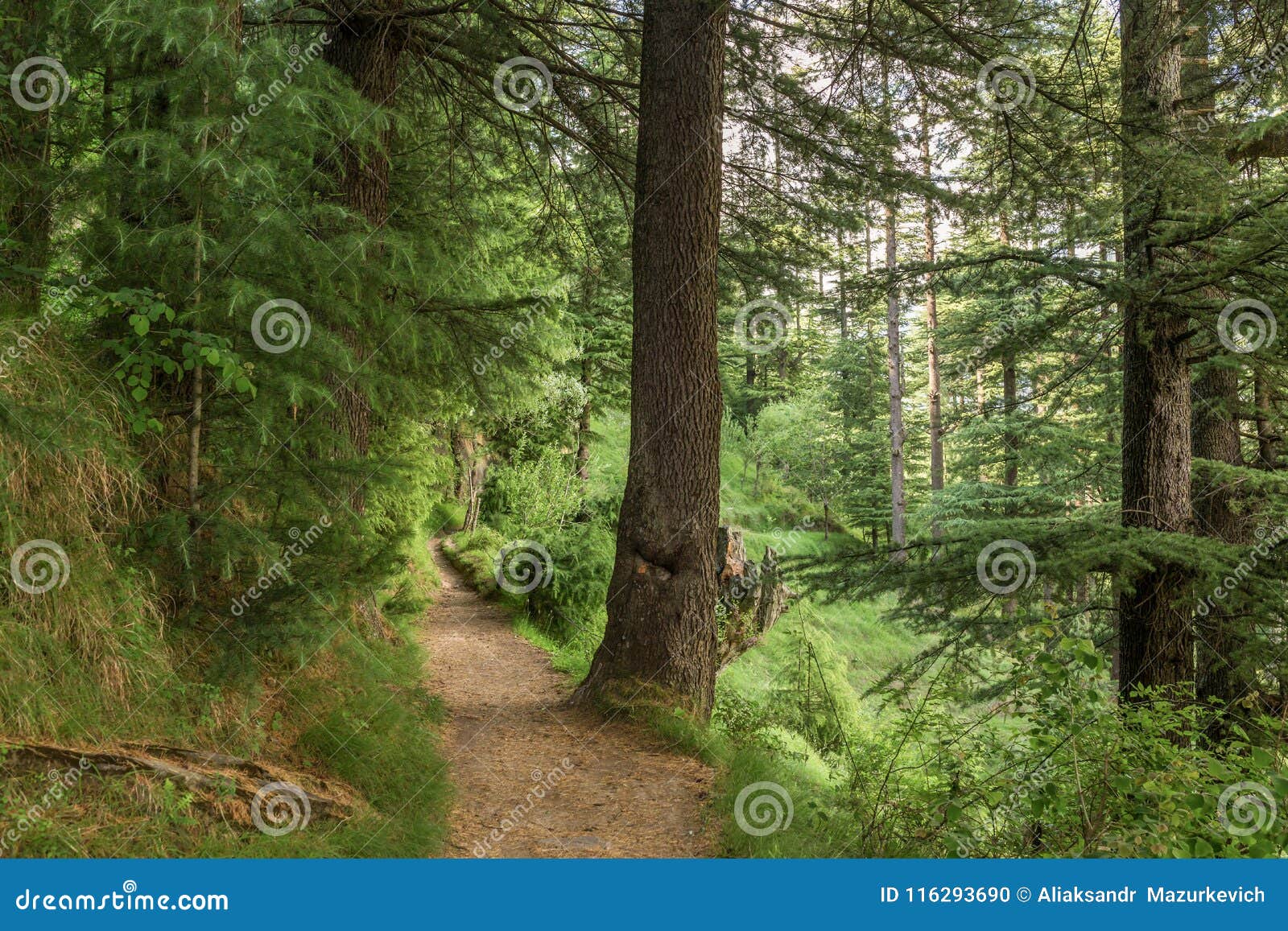 Beautiful Path through the Pine Forest Stock Photo - Image of plant ...