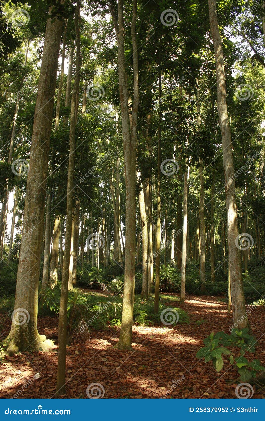 Beautiful Path in the Rain Forest at Morning Stock Photo - Image of ...