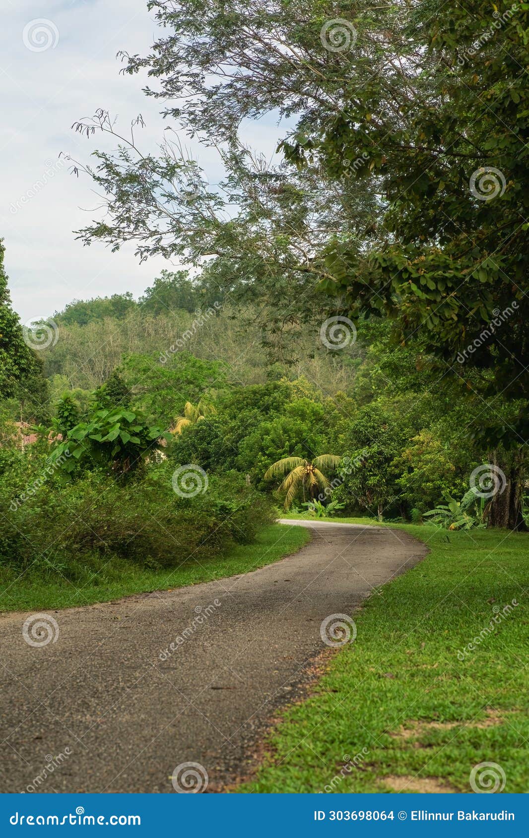 A Beautiful Path in the Rainforest during a Wet and Rainy Day Stock ...