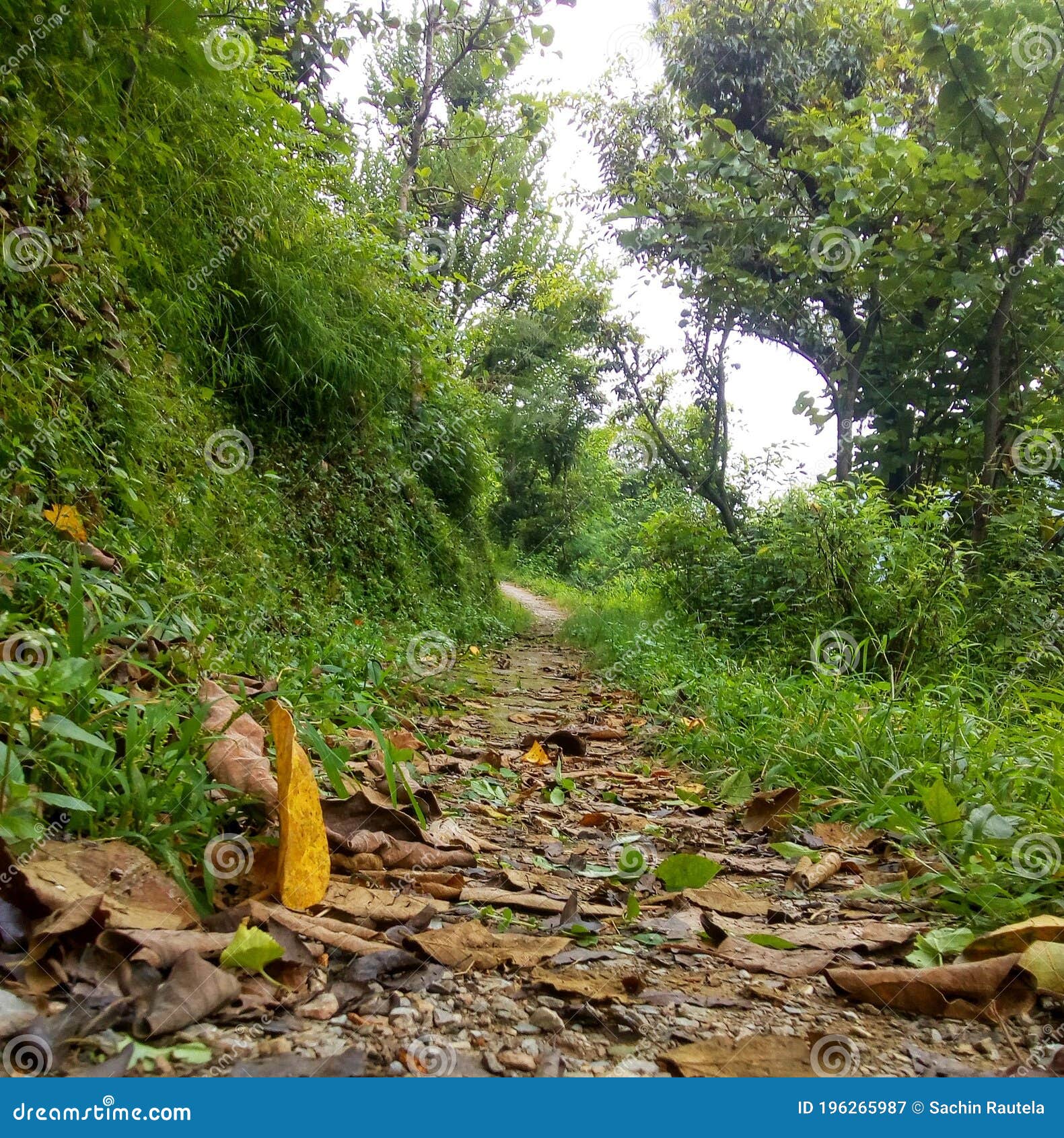 Beautiful Path Scenery between the Jungle Stock Image - Image of green ...