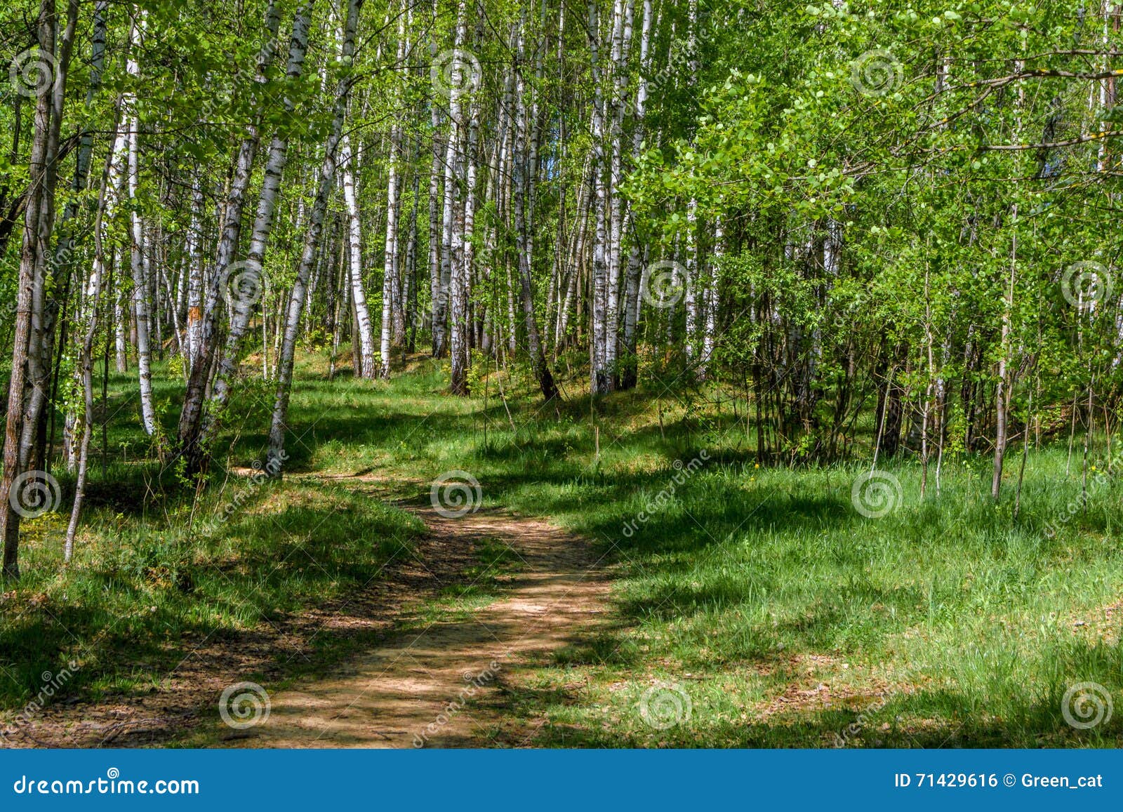 Beautiful Path in Spring Birch Forest Green Stock Photo - Image of ...