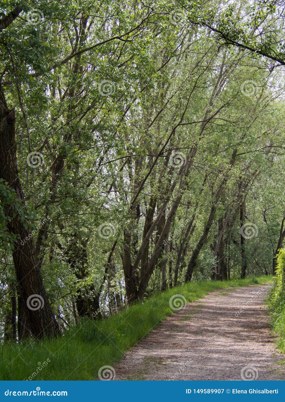 Path among the tree, walk stock image. Image of nature - 149589907