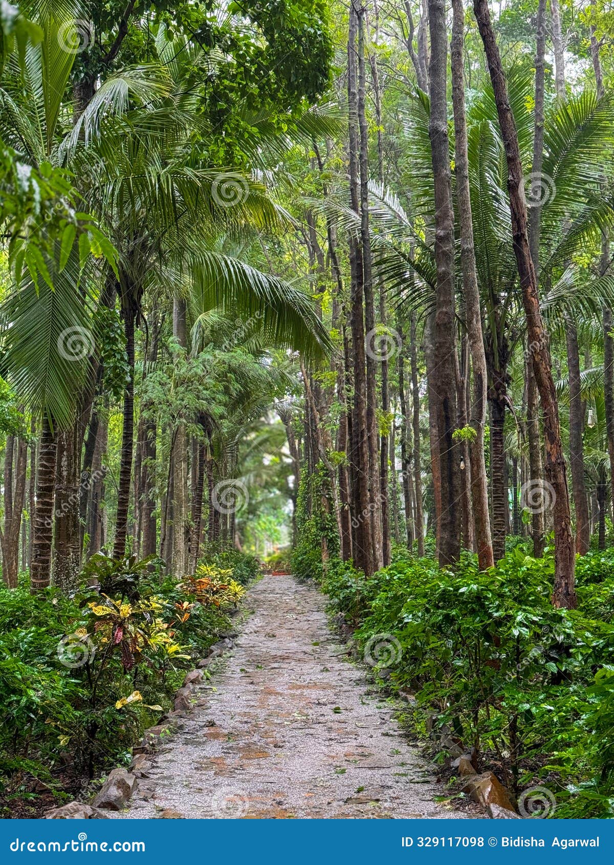 A Beautiful Pathway Amidst Tall Trees and Coffee Plants Stock Photo ...