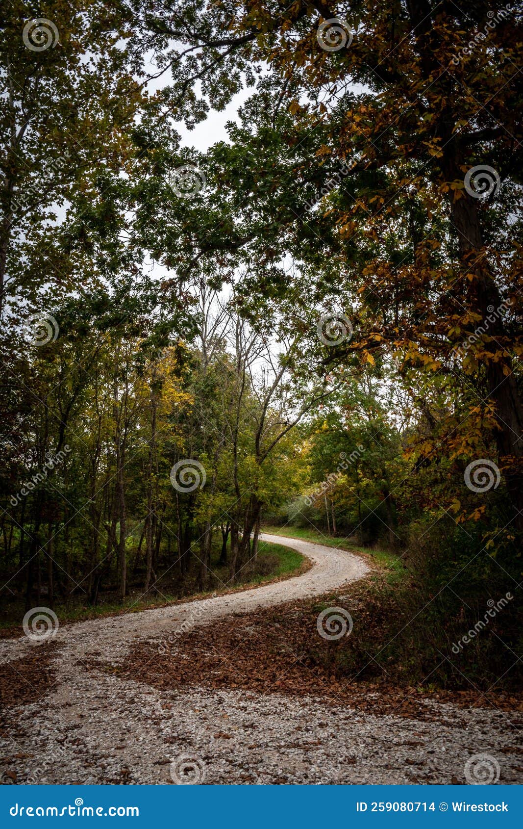 Beautiful Pathway in the Autumn Forest Stock Photo - Image of woods ...